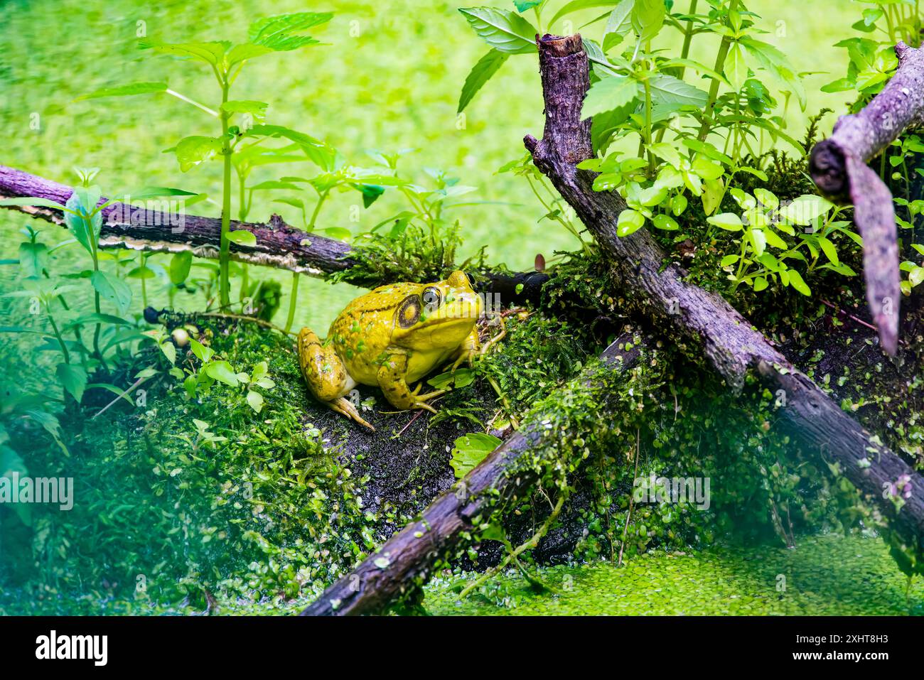 North american species rana clamitans hi-res stock photography and ...