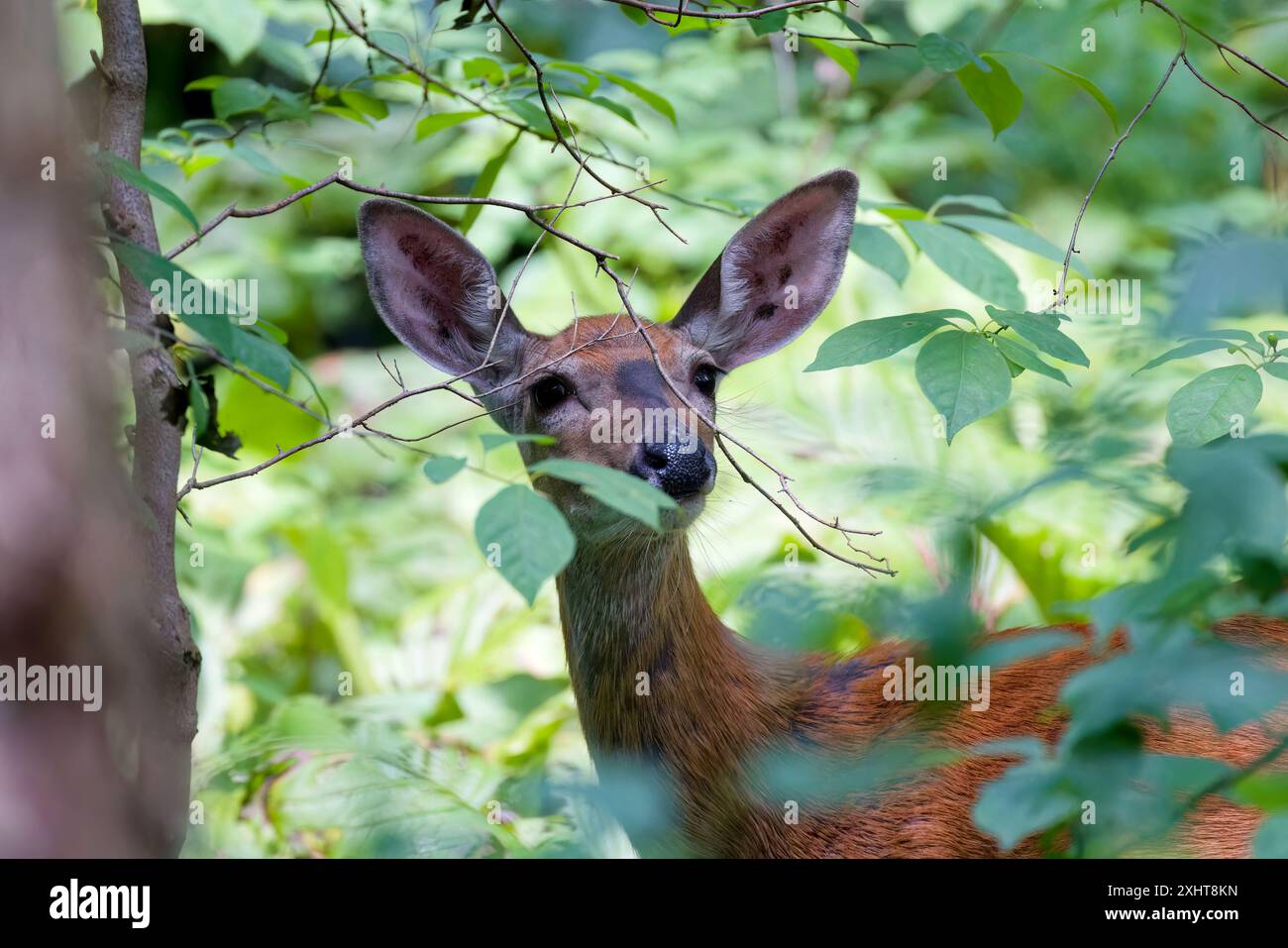 The white-tailed deer (Odocoileus virginianus), also known as the ...