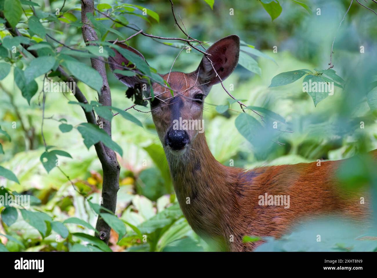 The white-tailed deer (Odocoileus virginianus), also known as the ...