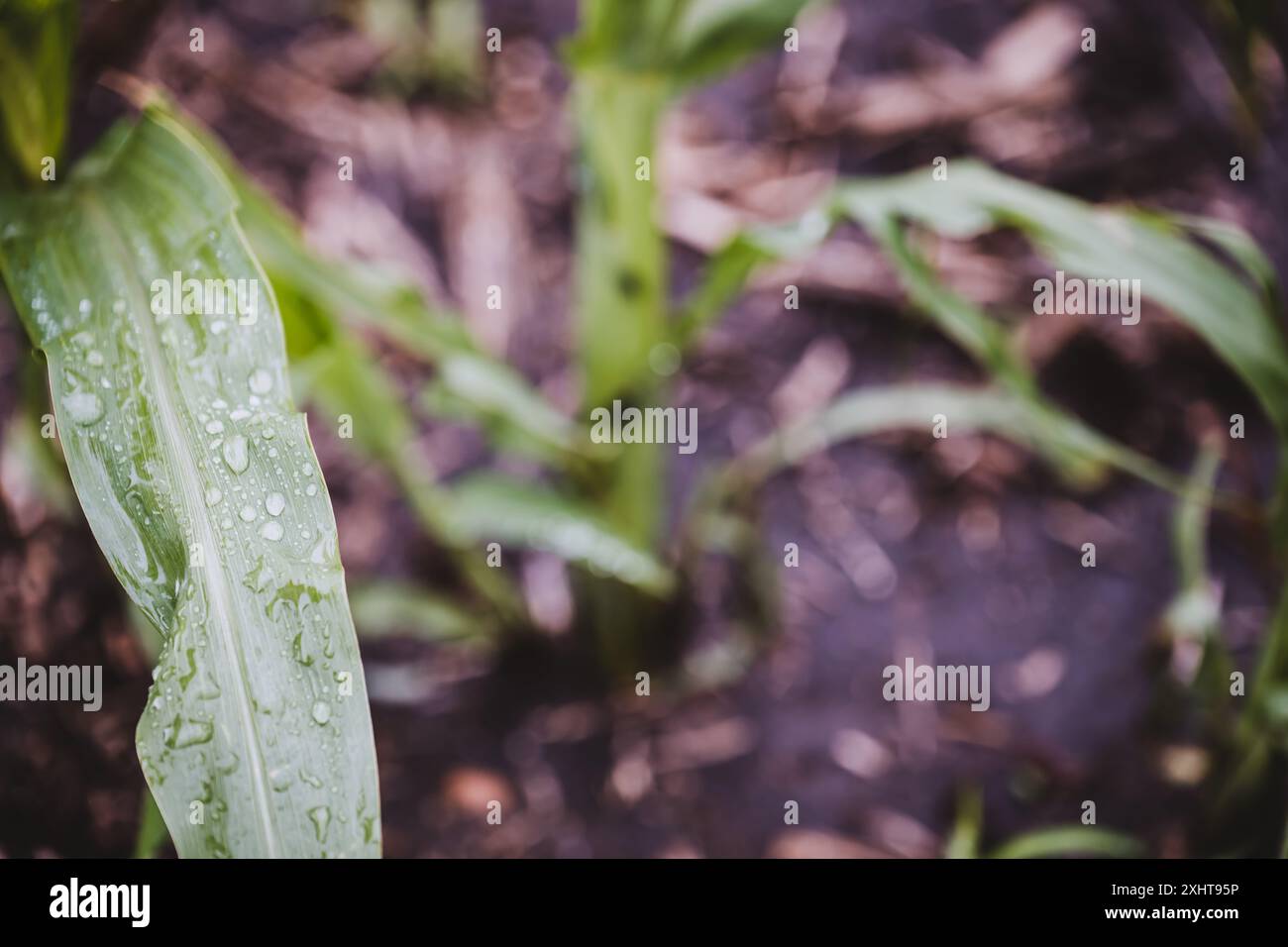 Selective focus on condensation of beaded water from rain on the broad ...