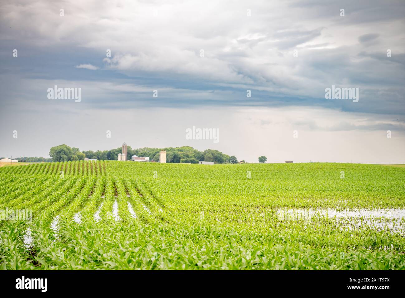 Distant Wet and muddy rows in a corn field after a rain downpour Stock ...