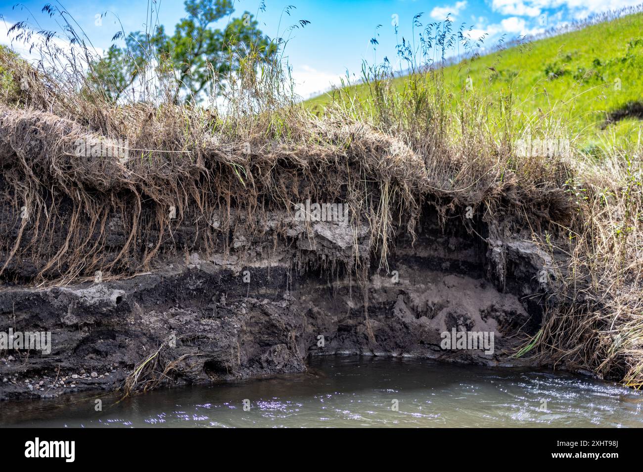 Soil erosion at drop off into a creek showing exposed roots and dirt ...