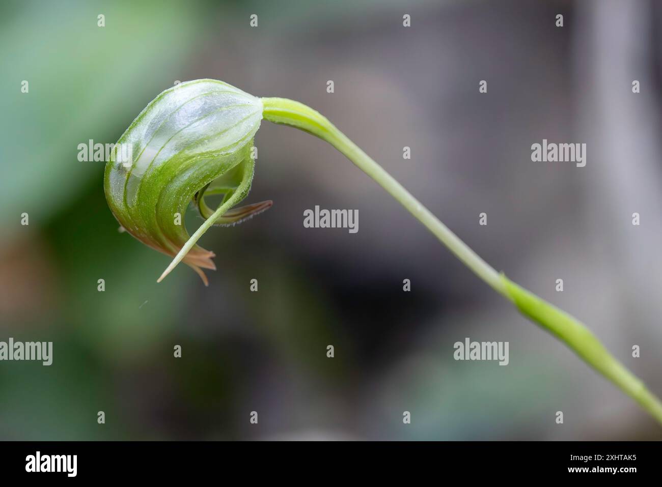 Nodding greenhood flower hi-res stock photography and images - Alamy