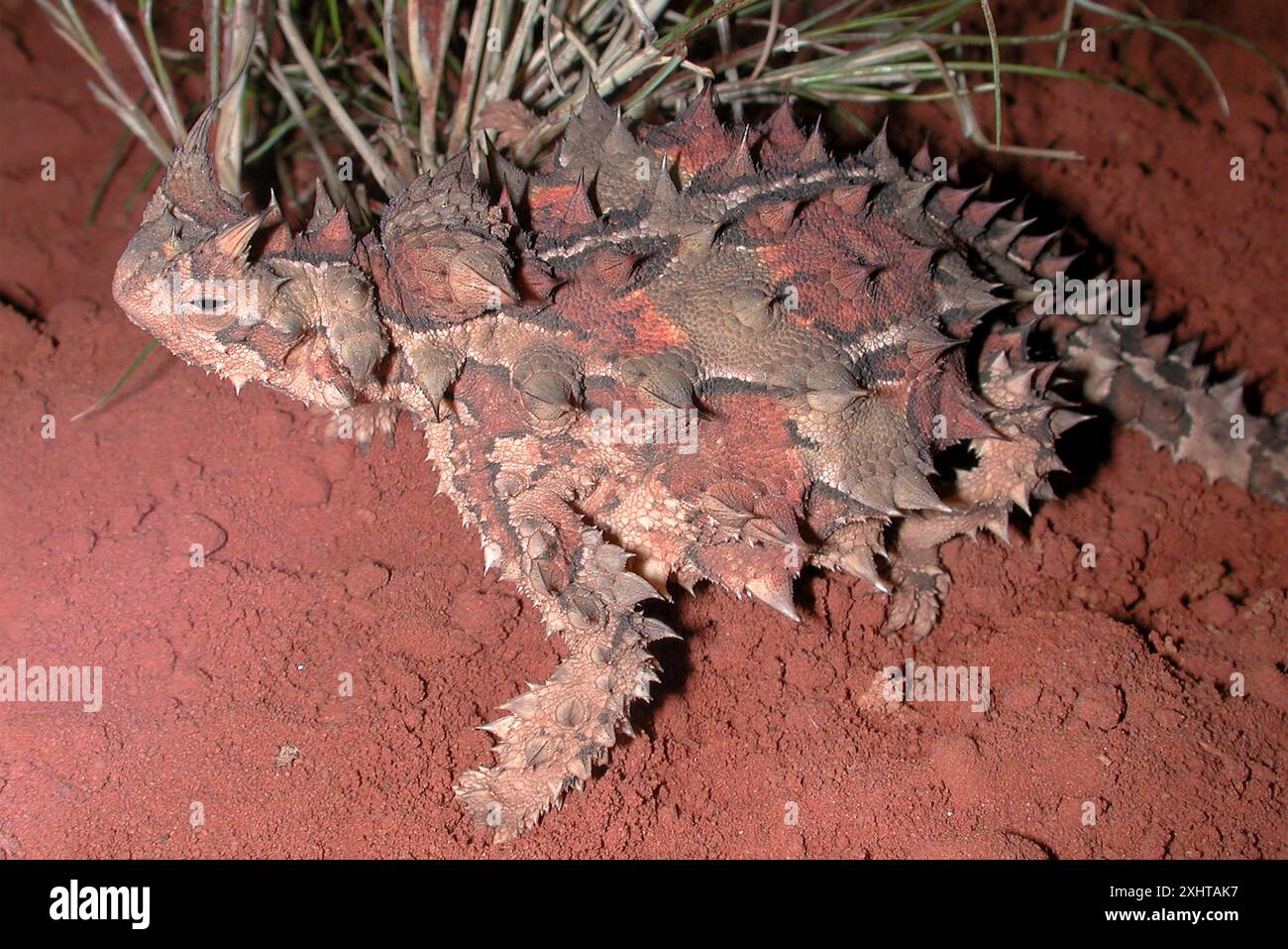 Devil lizard hi-res stock photography and images - Alamy
