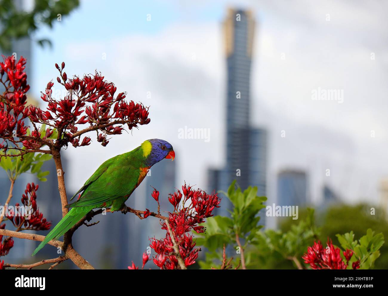 Schotia bird attracting tree in the Royal Botanic Gardens Melbourne ...