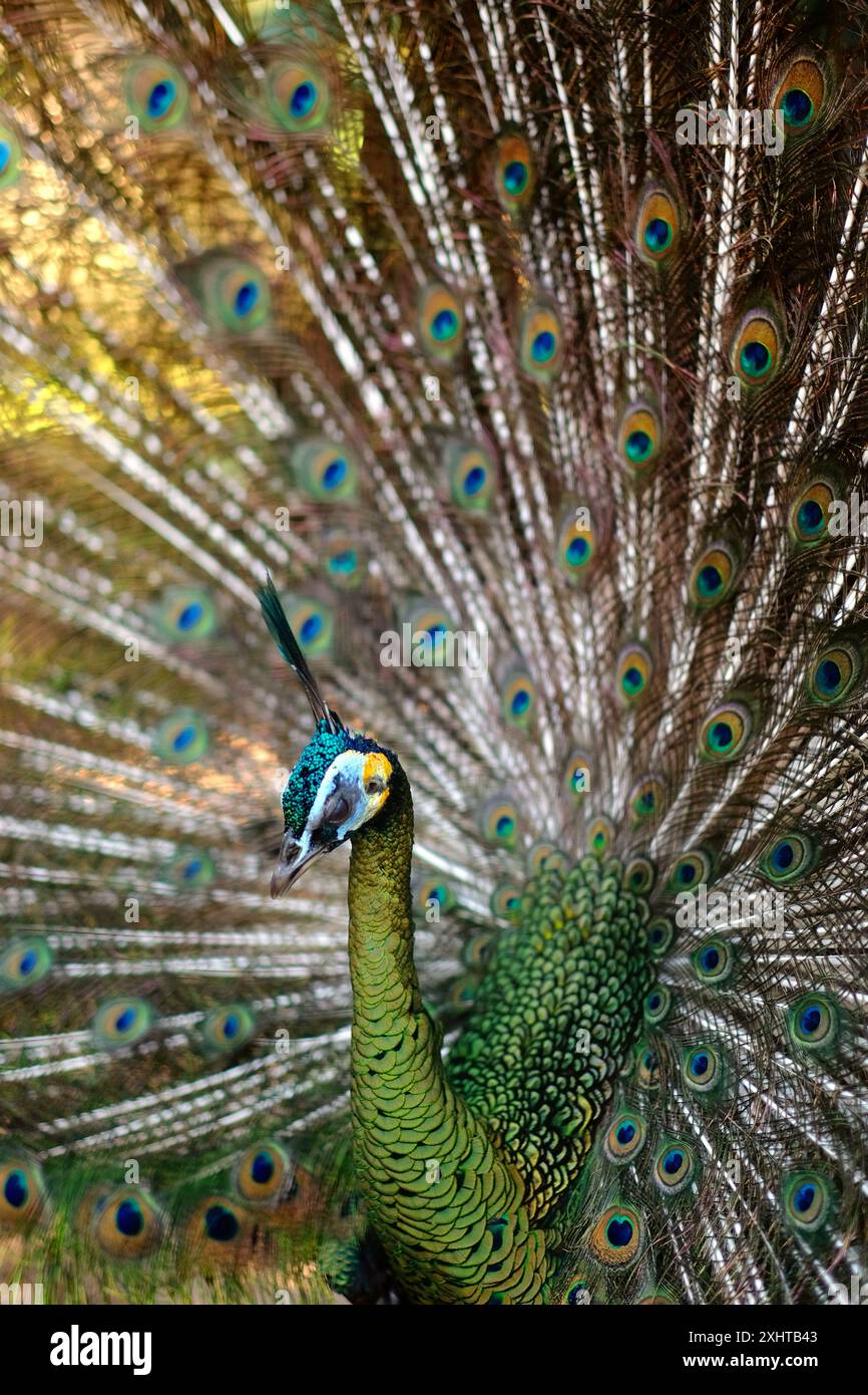Green peafowl hi-res stock photography and images - Alamy