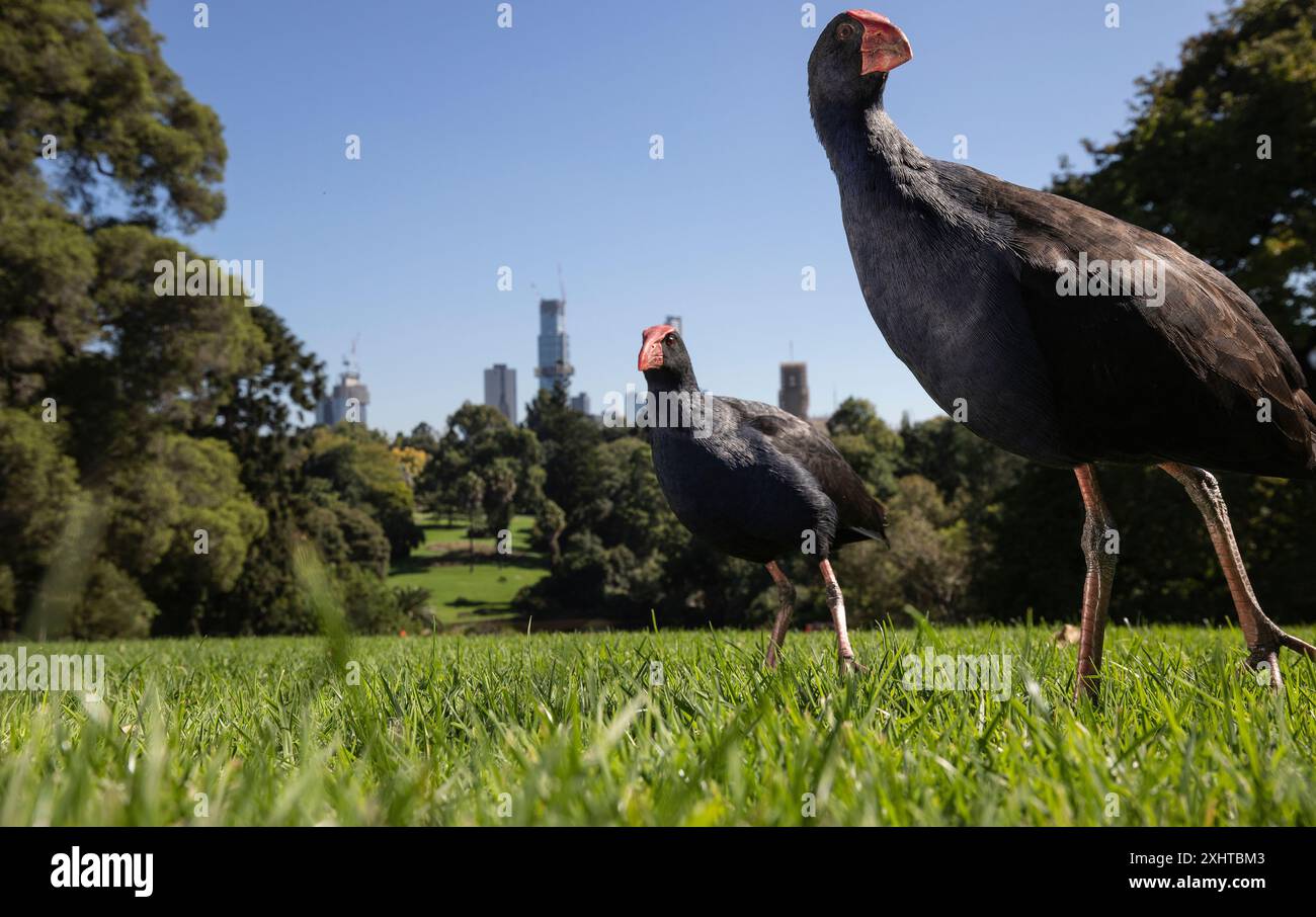 Royal Botanic Gardens Melbourne, Australia. Swamphen bird walking ...