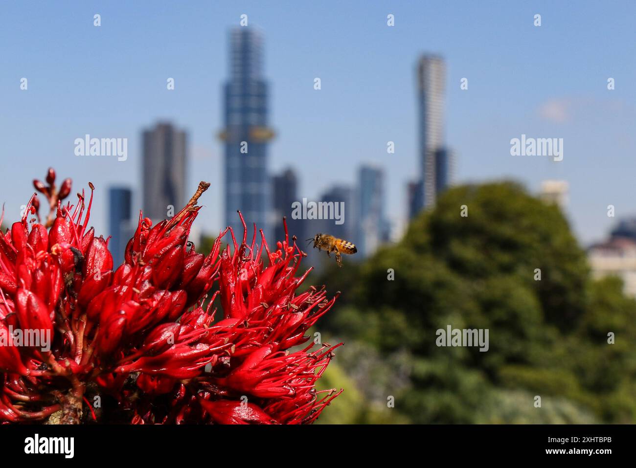 Schotia bird and insect attracting tree in the Royal Botanic Gardens ...