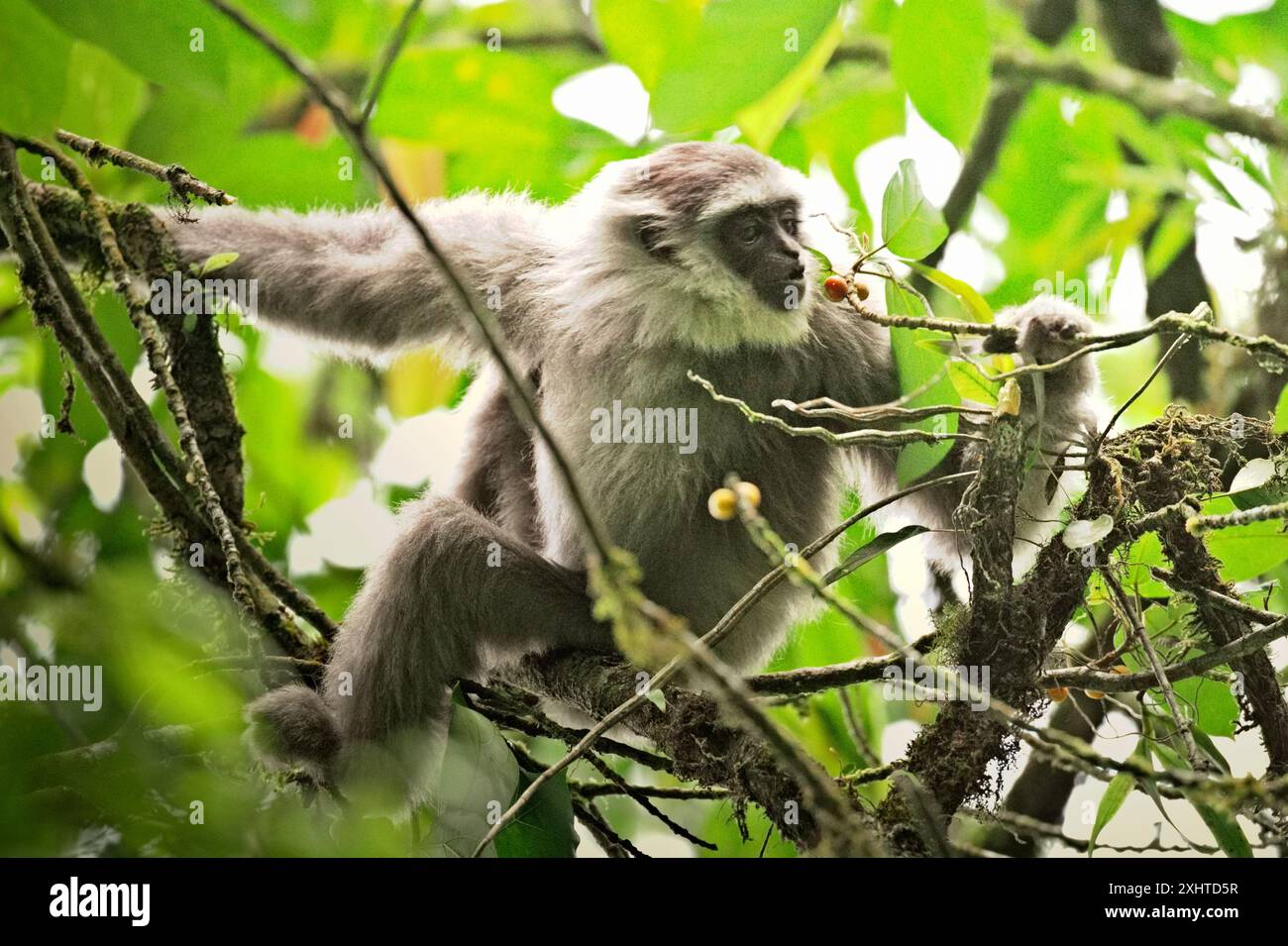 Javan fig tree hi-res stock photography and images - Alamy