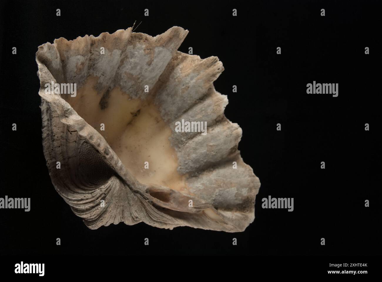 Giant seashell, a burial gift, that was discovered at a prehistoric ...