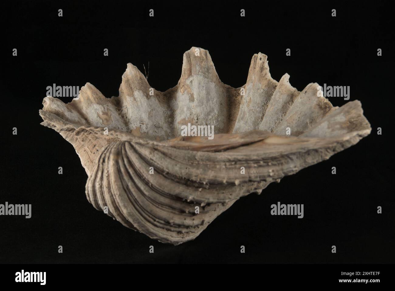 Giant seashell, a burial gift, that was discovered at a prehistoric ...