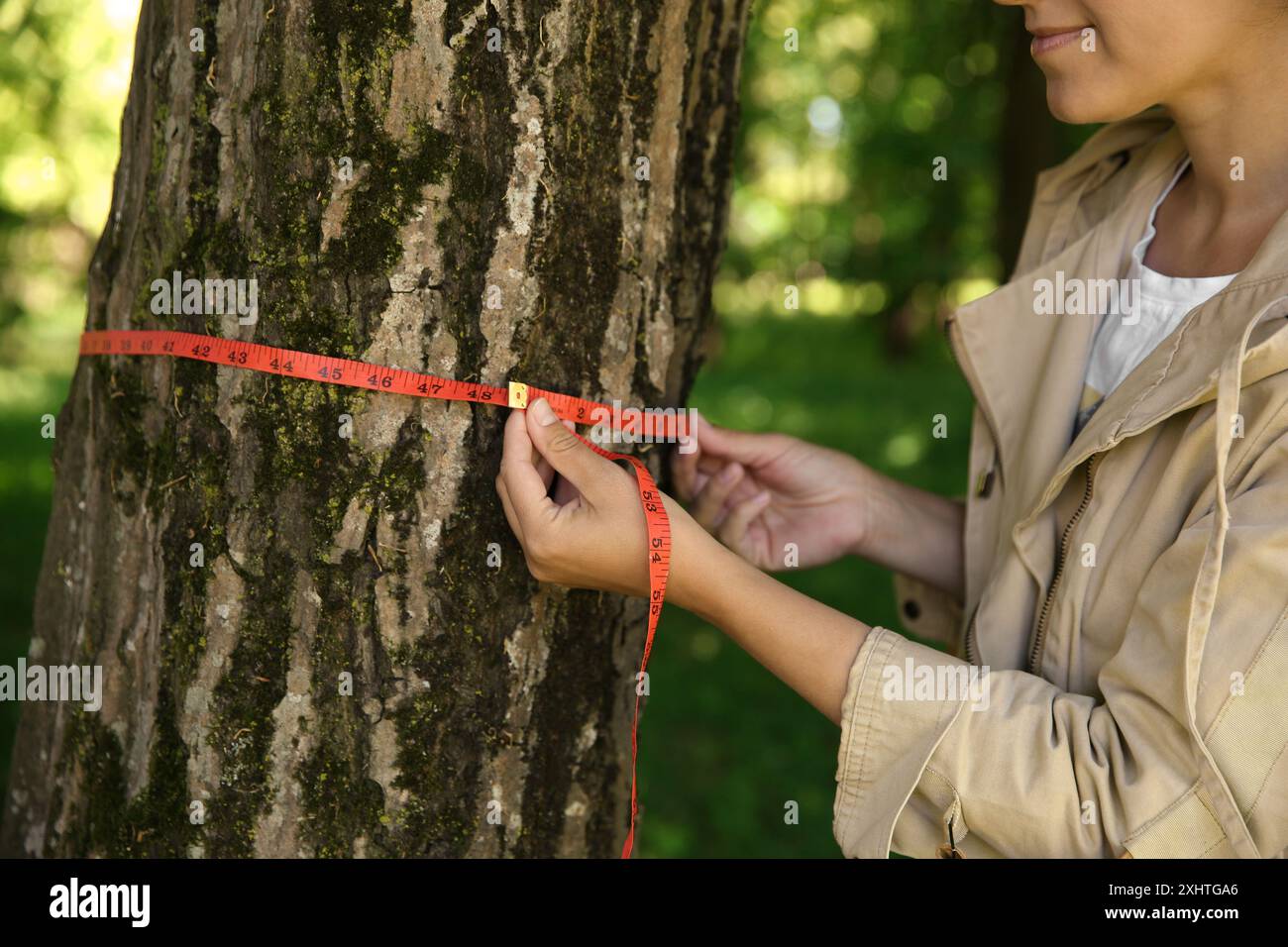 Forester measuring wood hi-res stock photography and images - Alamy