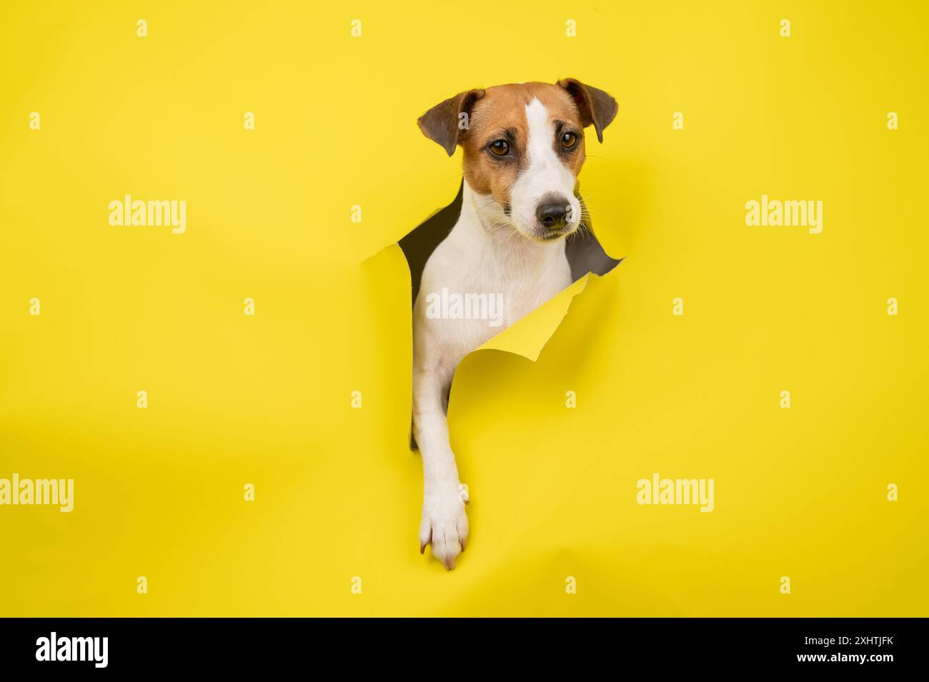 Cute Jack Russell Terrier dog tearing up yellow cardboard background ...