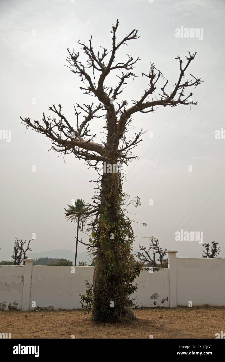 Baobab Tree, Bauchi State, Nigeria, Africa Stock Photo - Alamy
