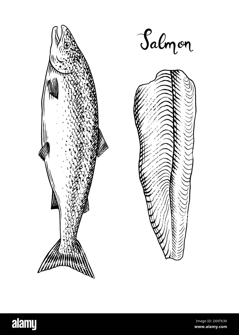 Fish sketch. Salmon fillet, ink hand drawn vector illustration. Steaks ...
