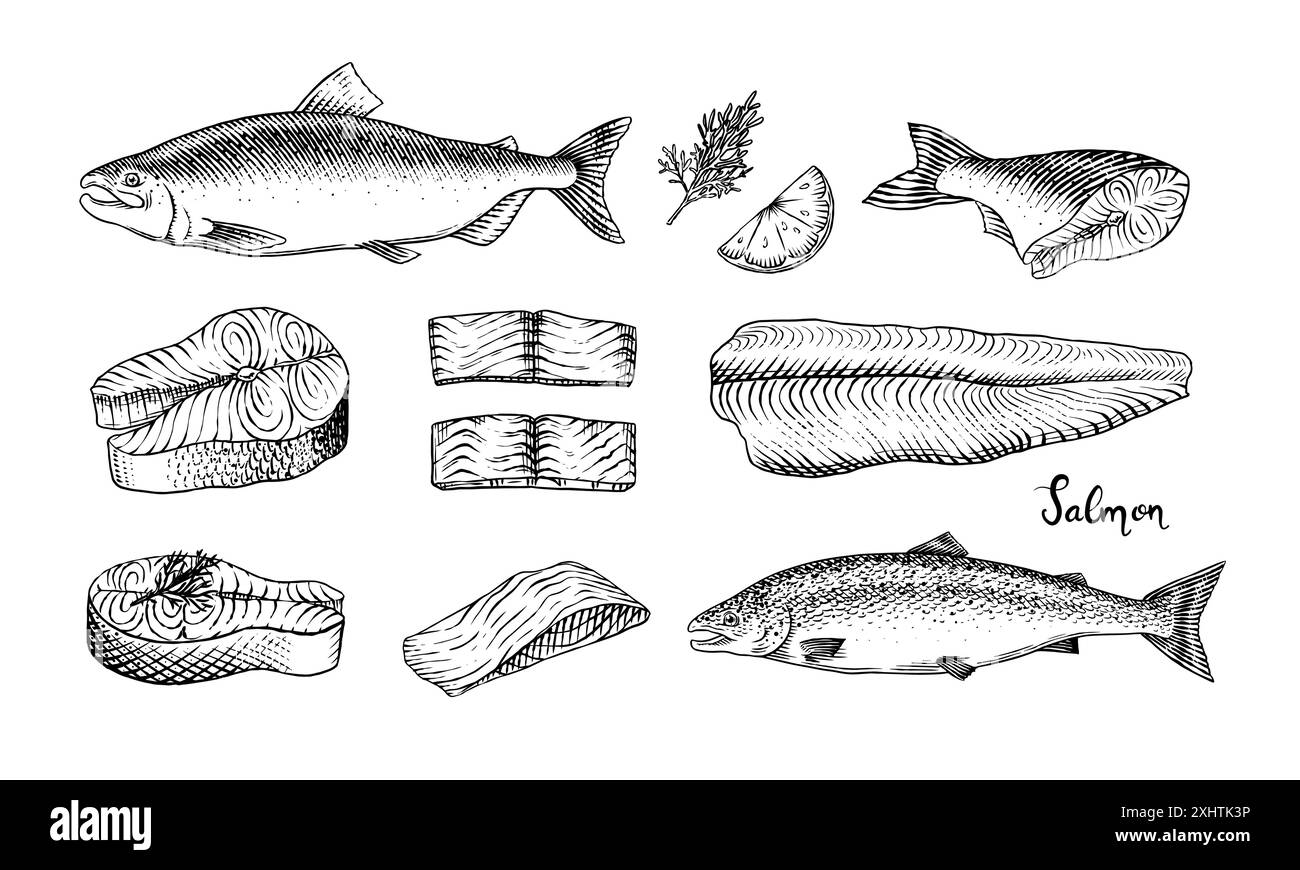 Fish sketch. Salmon fillet, ink hand drawn vector illustration. Steaks ...