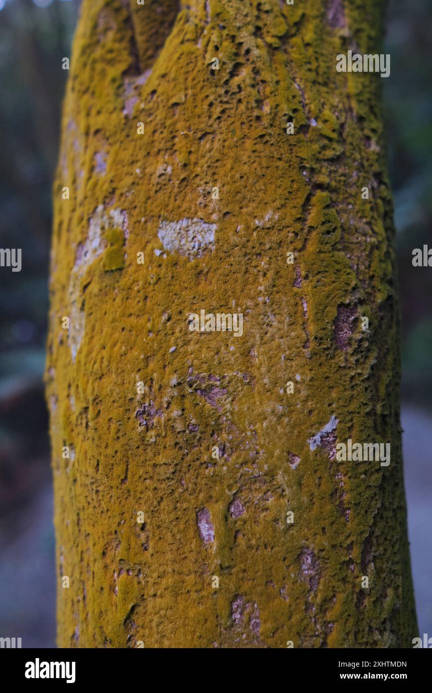 Chrysothrix candelaris lichen growing in rotorua, Hell's Gate ...