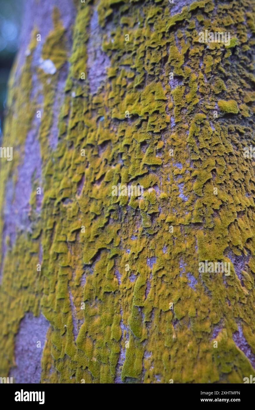 Chrysothrix candelaris lichen growing in rotorua, Hell's Gate ...