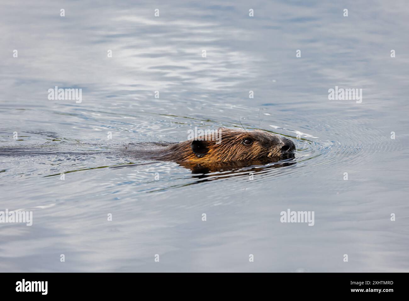 Beaver swimming in a creek in Algonquin Park in July Stock Photo - Alamy