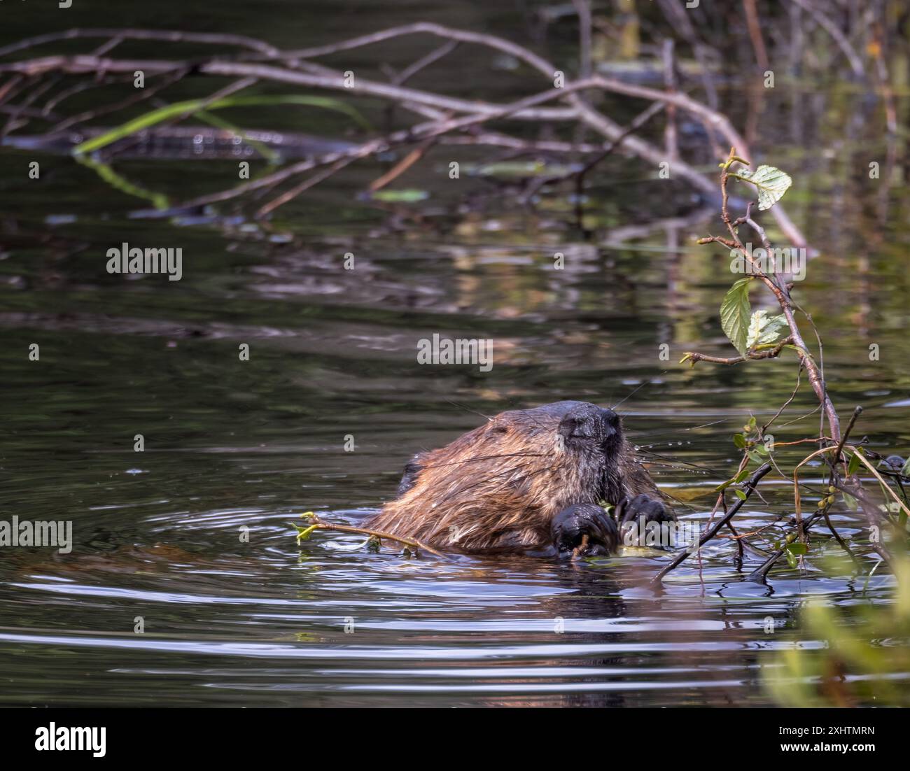 Beaver eating leaves from a branch in Algonquin Park in July Stock ...