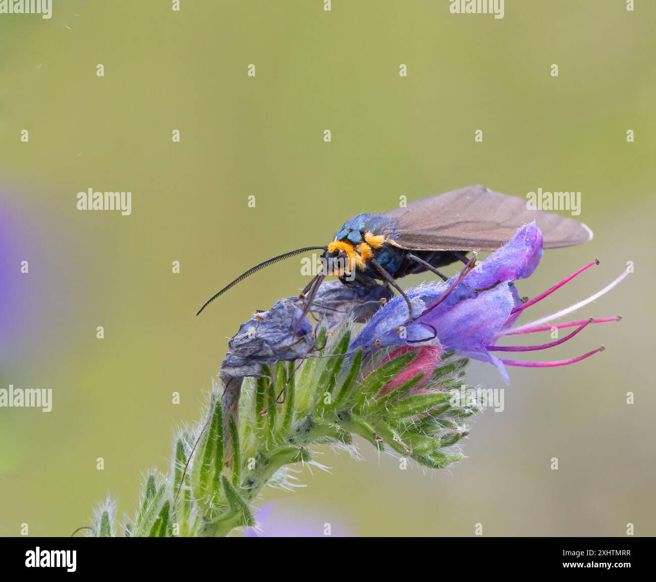 Closeup Virginia Ctechuna moth on a violet Viper’s Bugloss wildflower ...