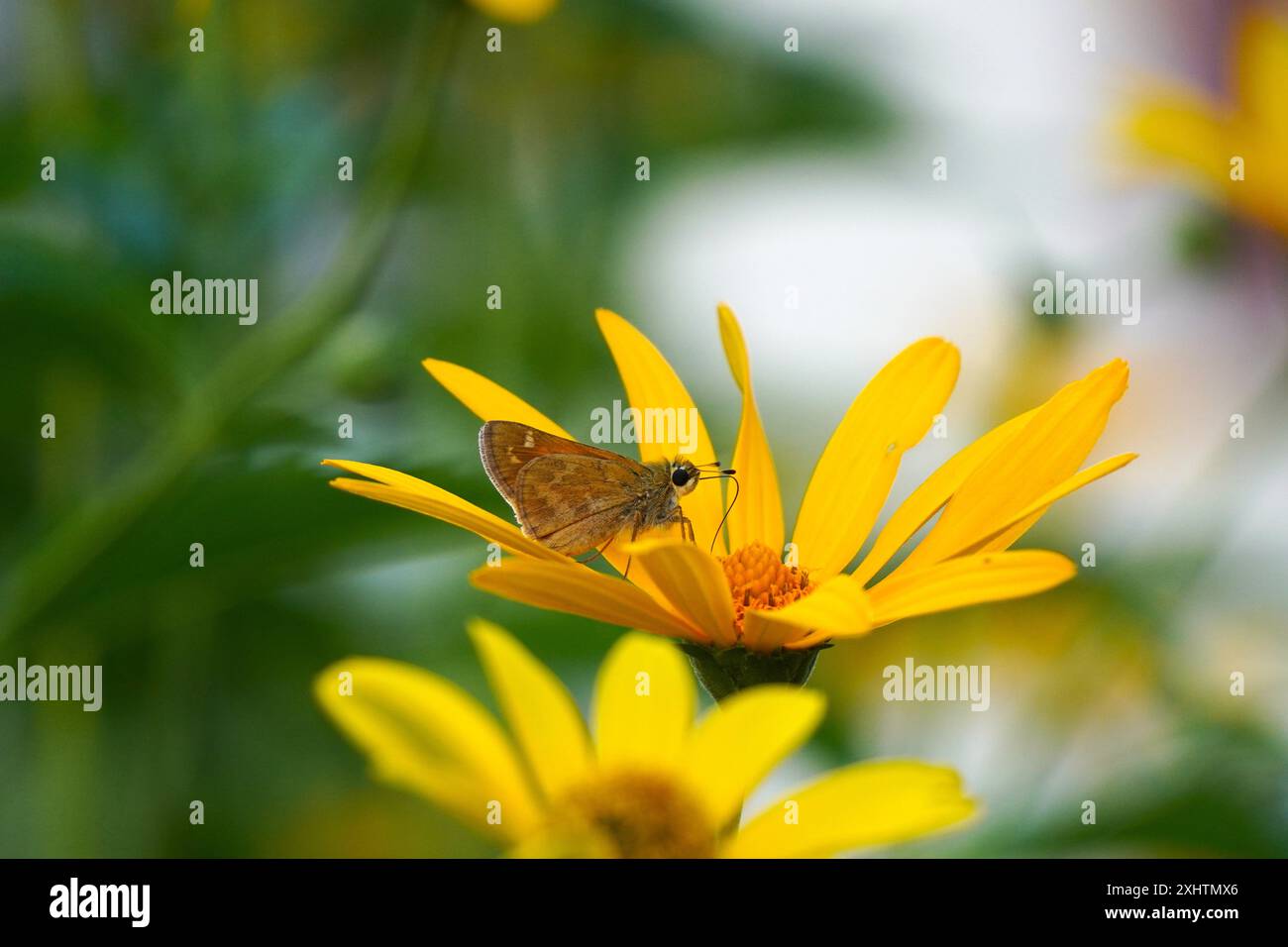 Sachem hi-res stock photography and images - Alamy