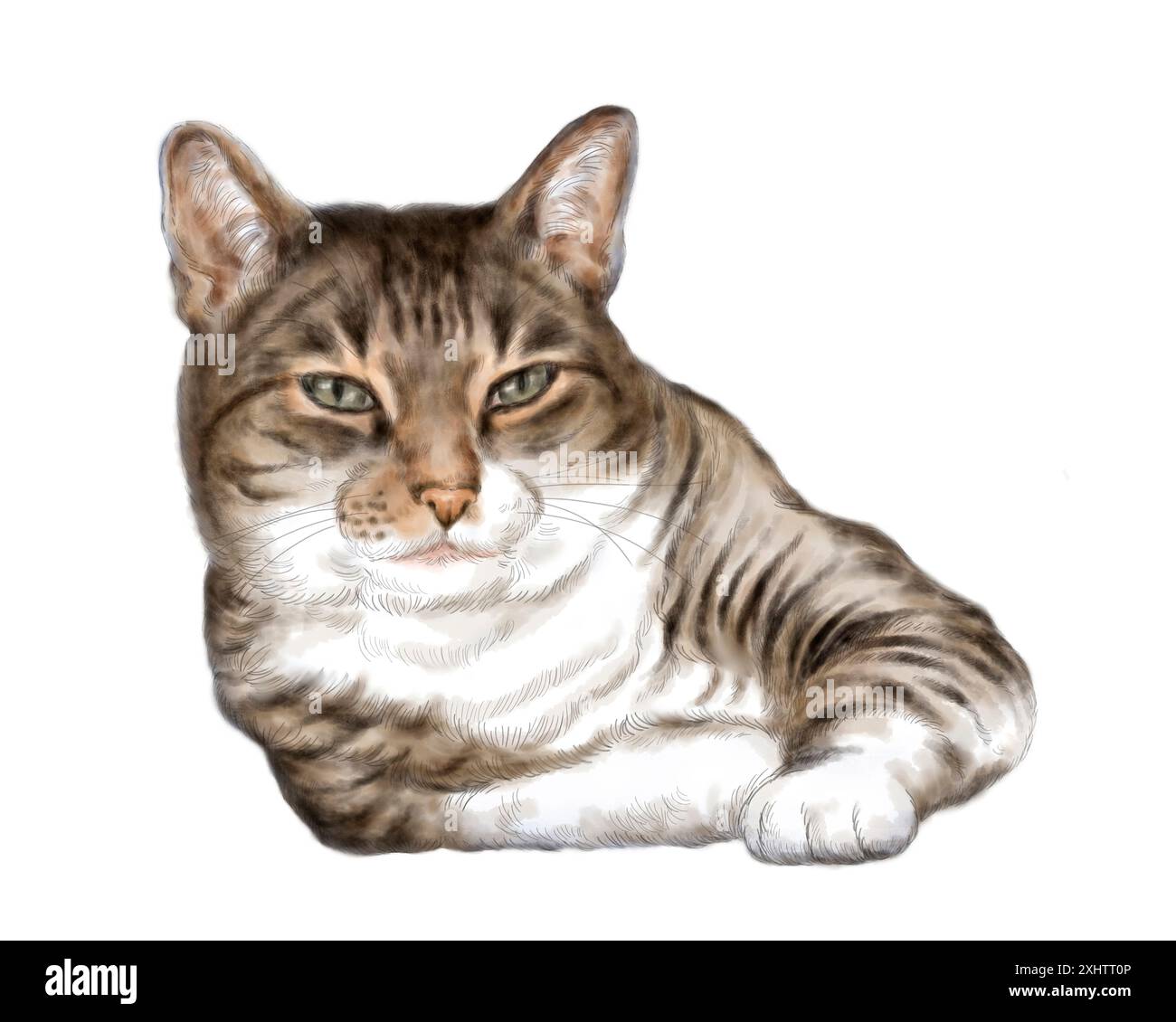 A relaxed tabby cat is depicted lying down against a simple white ...