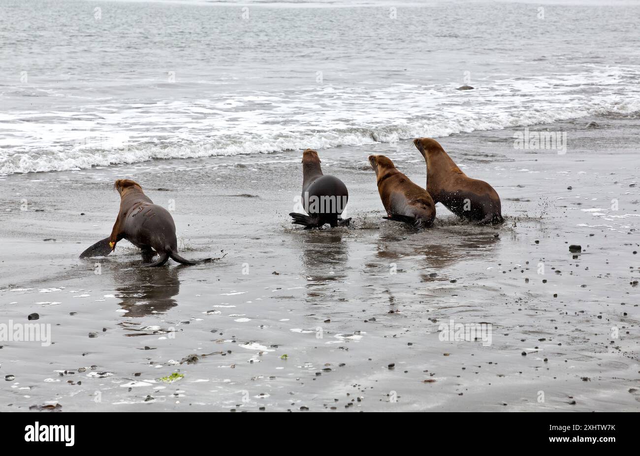 Female california sea lions hi-res stock photography and images - Alamy