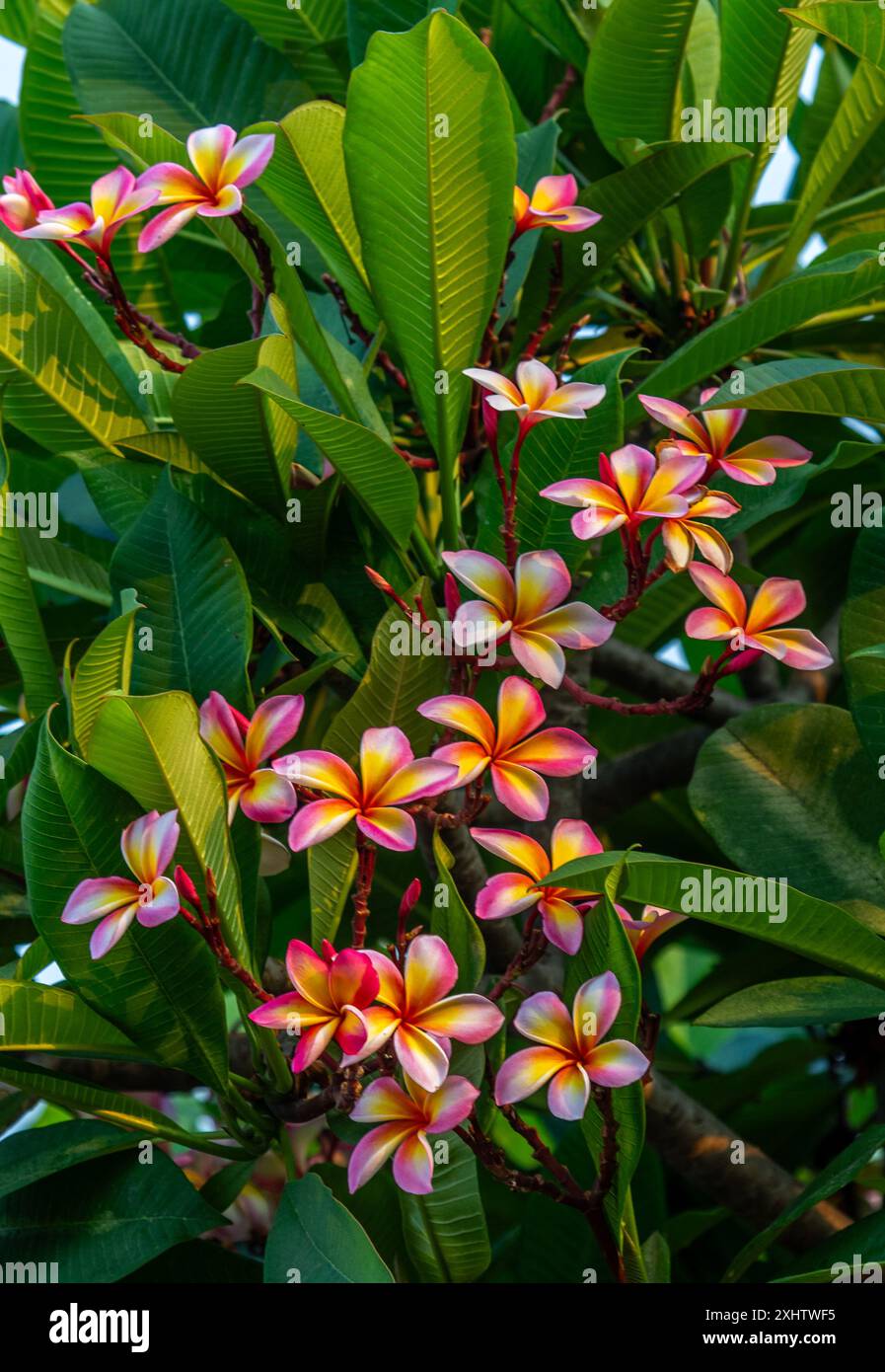 Light equipment design flowers hi-res stock photography and images - Alamy