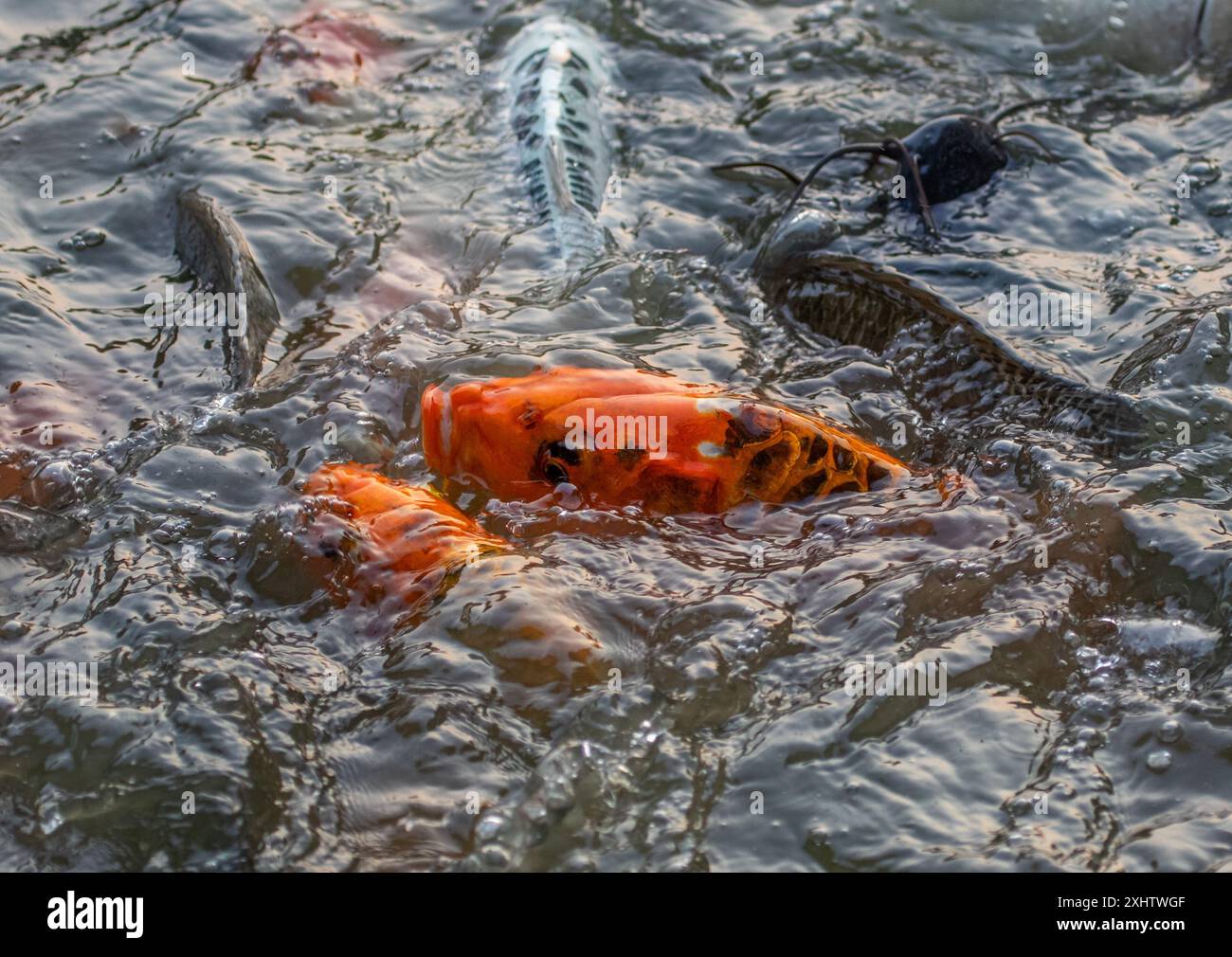 Carp in nature hi-res stock photography and images - Alamy