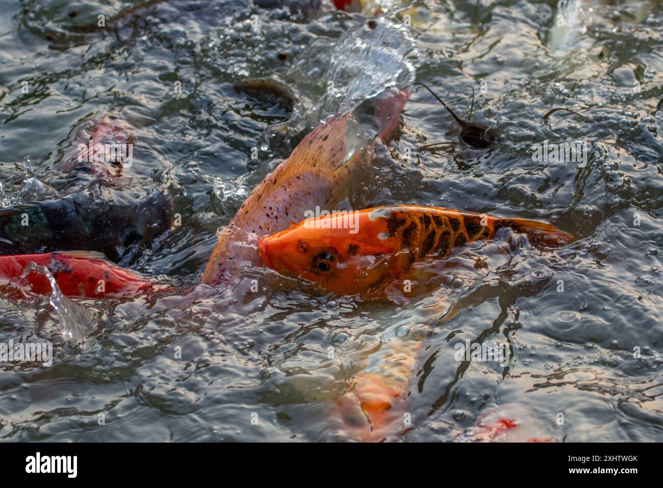 Carp in nature hi-res stock photography and images - Alamy