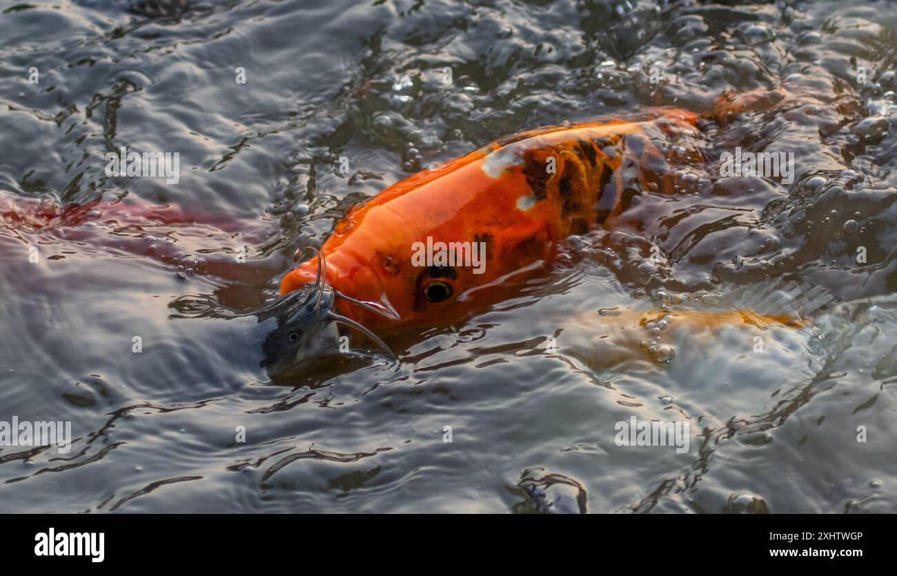 Carp in nature hi-res stock photography and images - Alamy