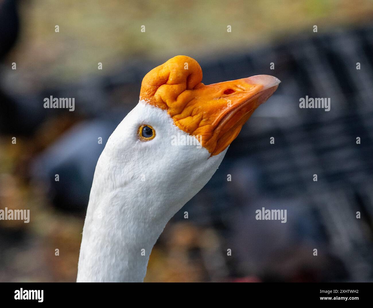 White chinese goose hi-res stock photography and images - Alamy