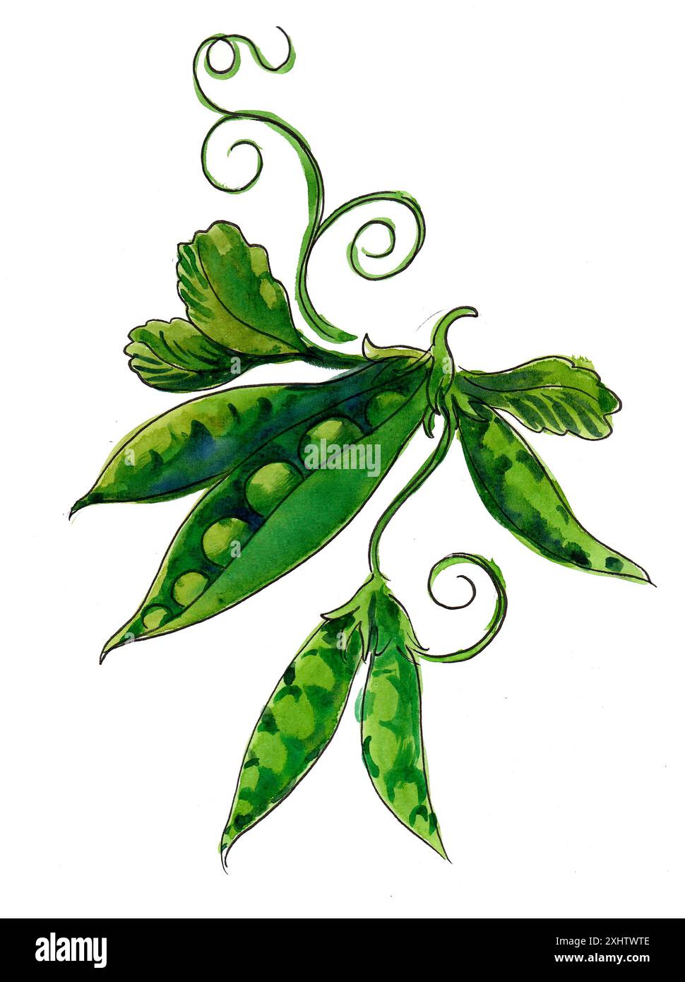 Sweet pea plant. Hand drawn ink and watercolour illustration Stock ...