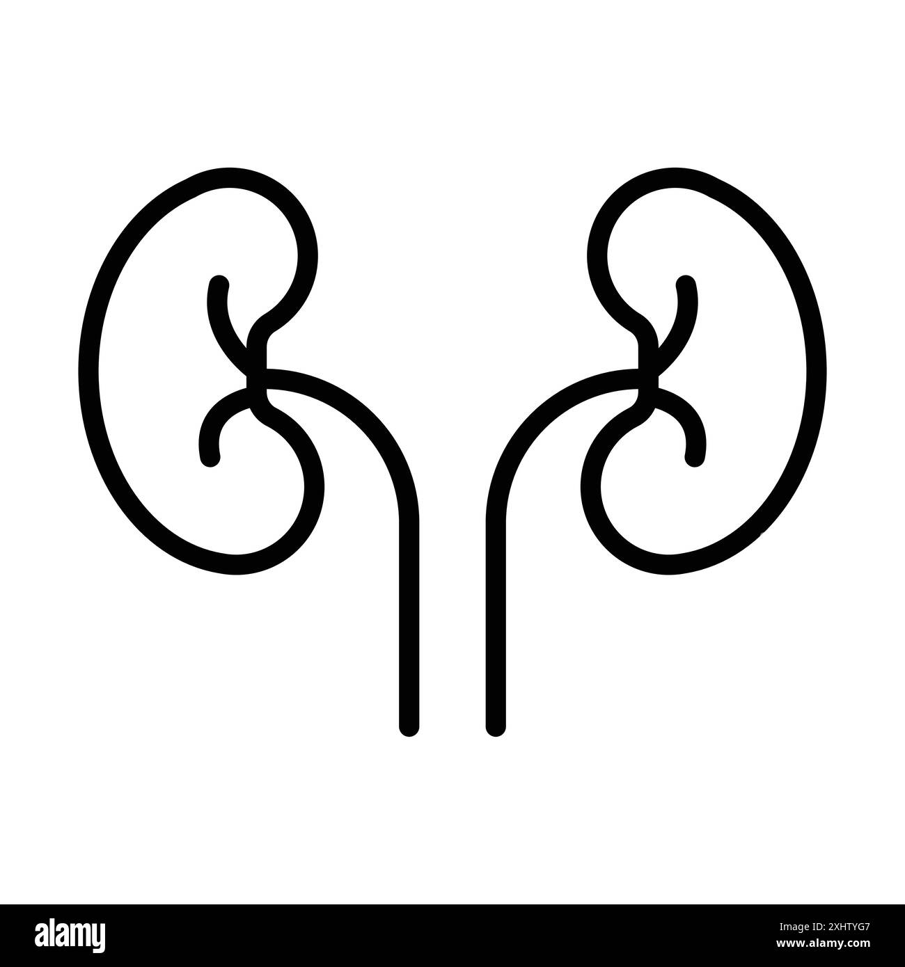 Renal anatomy Black and White Stock Photos & Images - Alamy