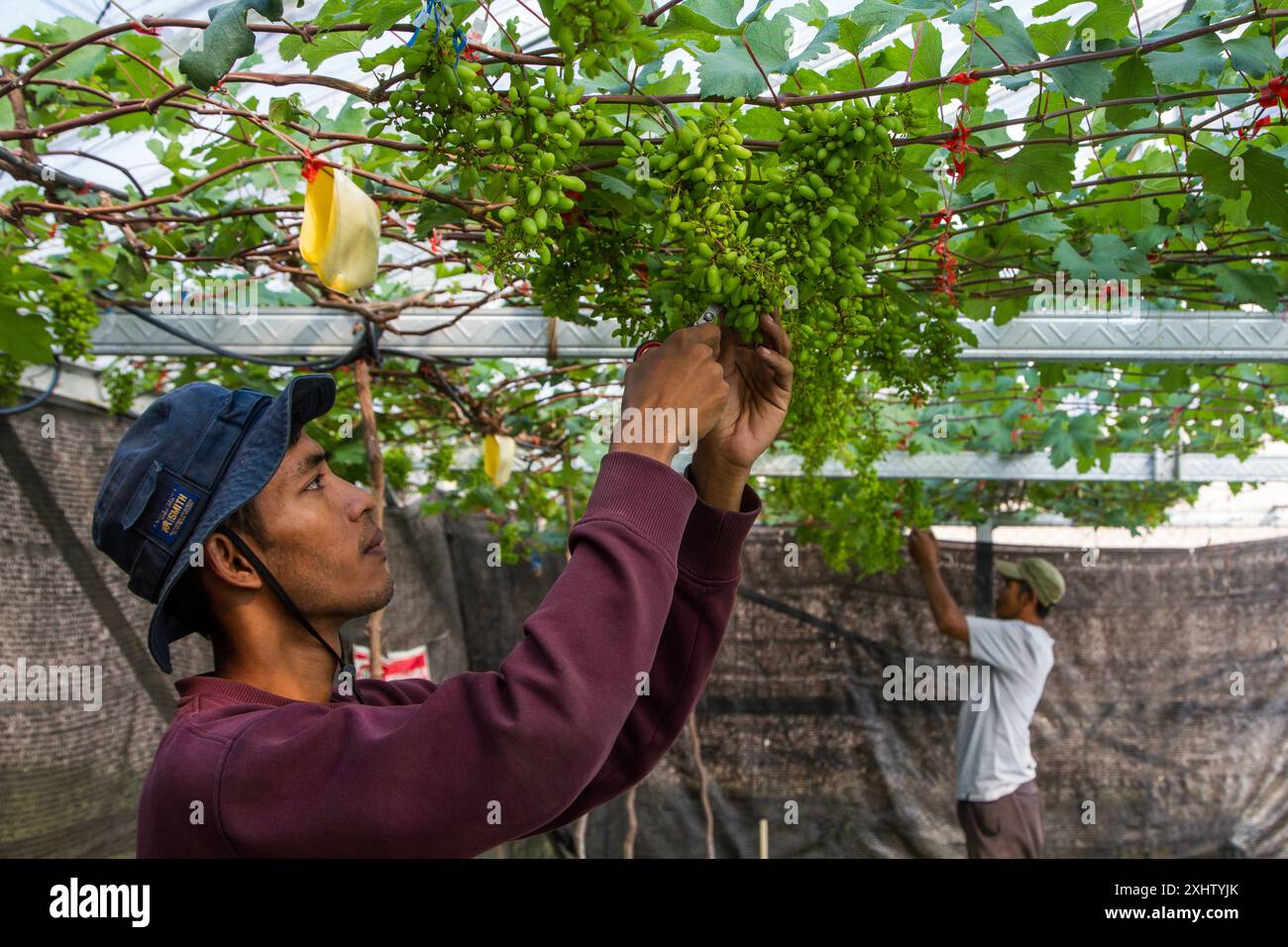 Bandung, West Java, Indonesia. 16th July, 2024. A worker prunes grape ...