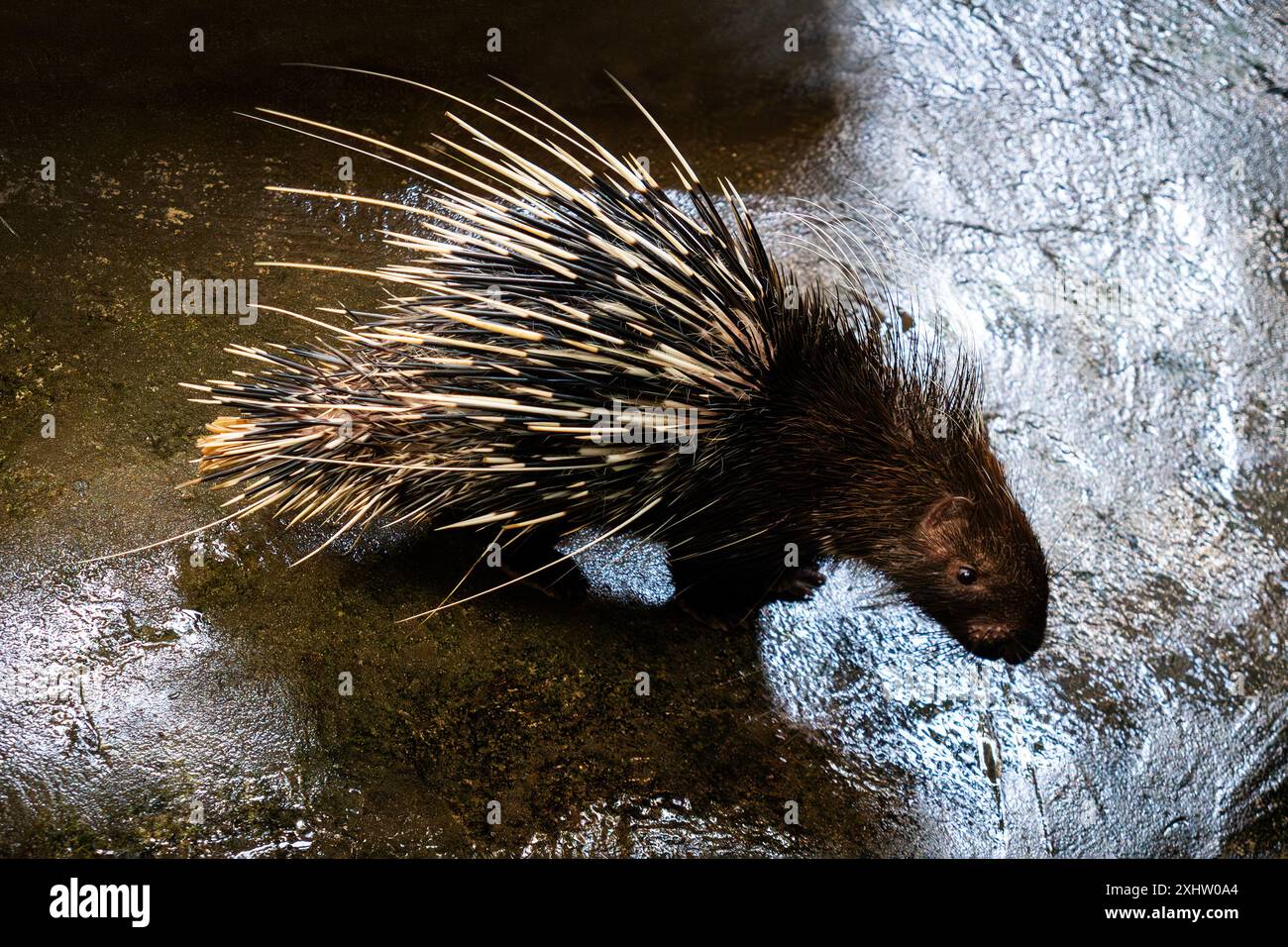 A porcupine with sharp quills in its natural habitat, showing texture ...