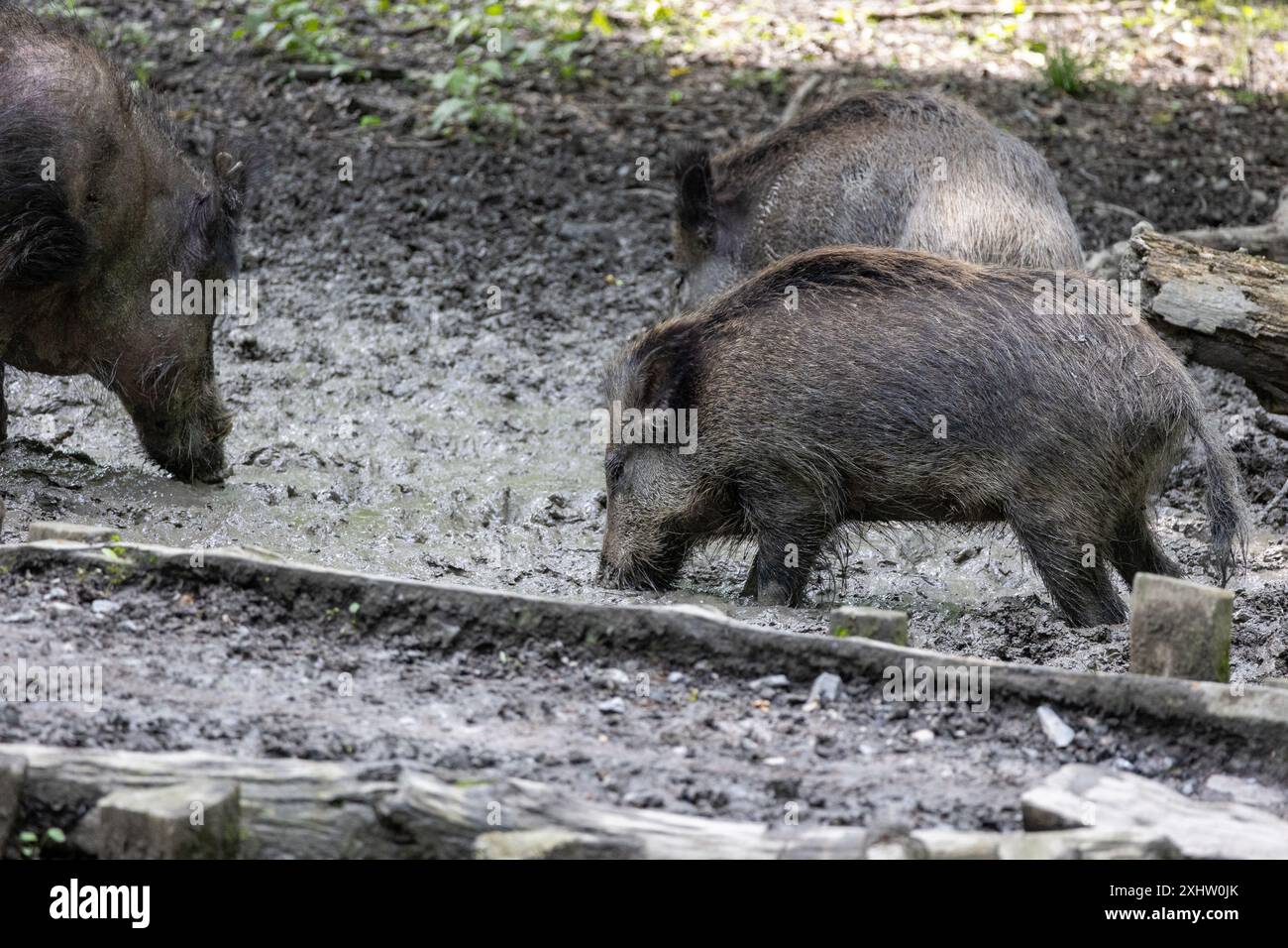 Wild boars dig in the muddy ground Stock Photo - Alamy