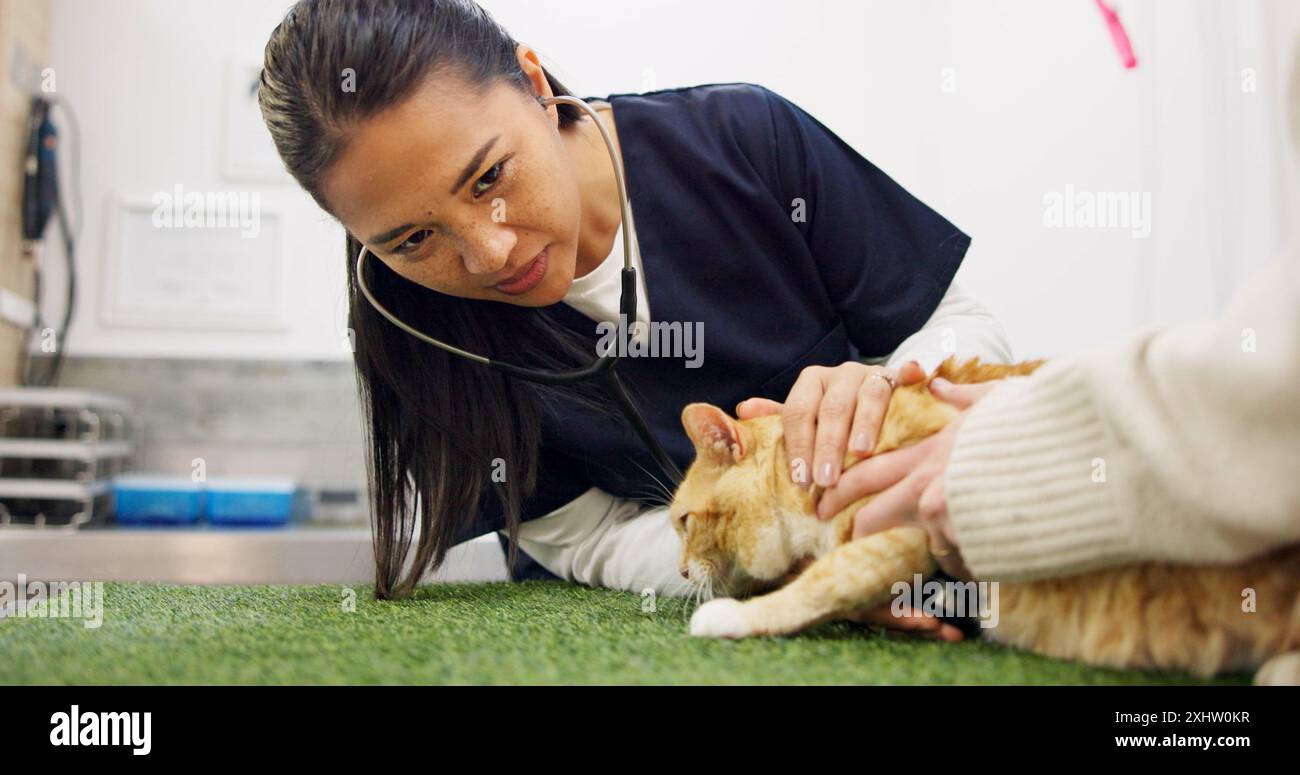 Vet, woman and cat with stethoscope in clinic for assessment, check and ...