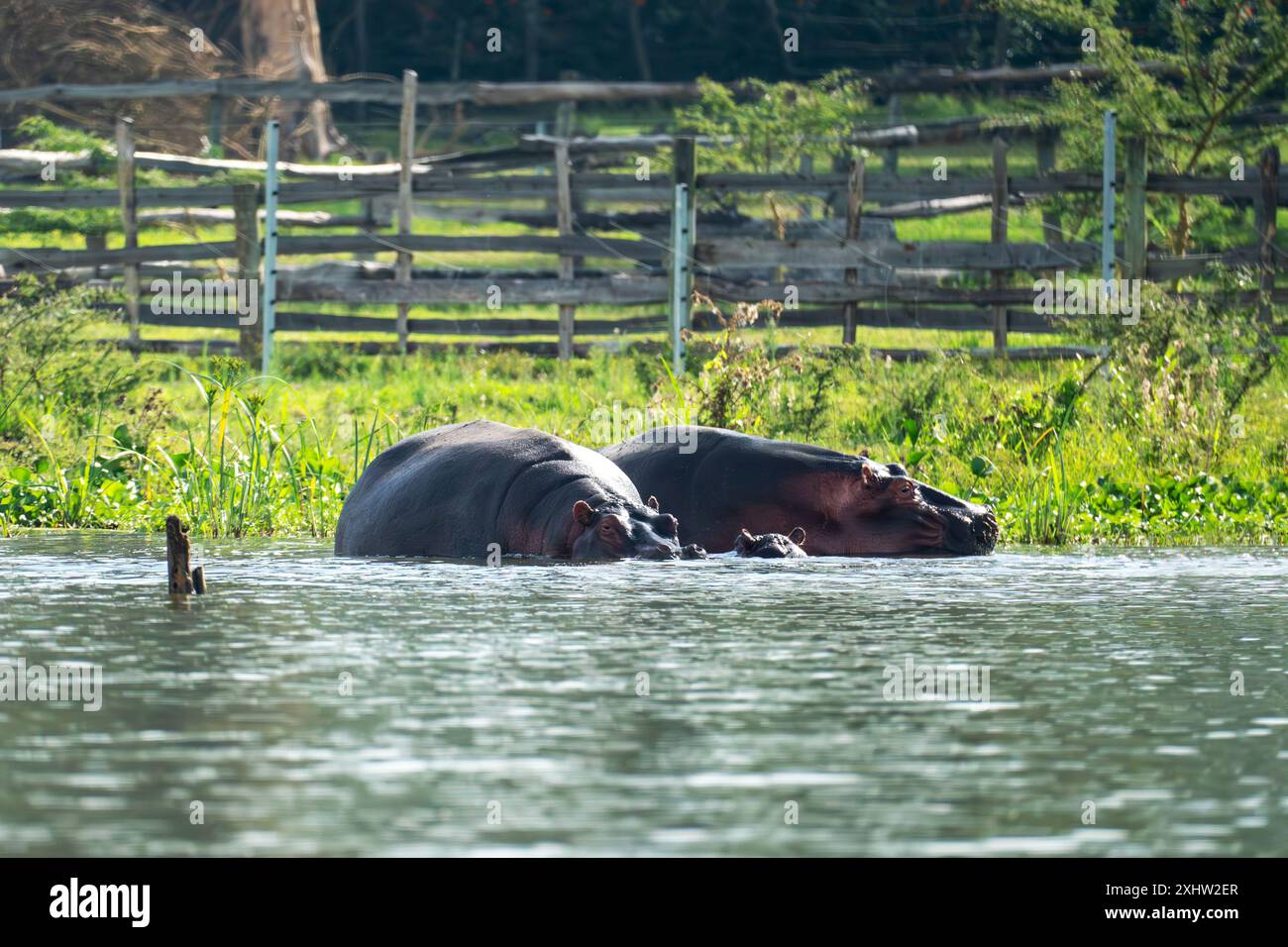 Bloat of hippos hi-res stock photography and images - Alamy