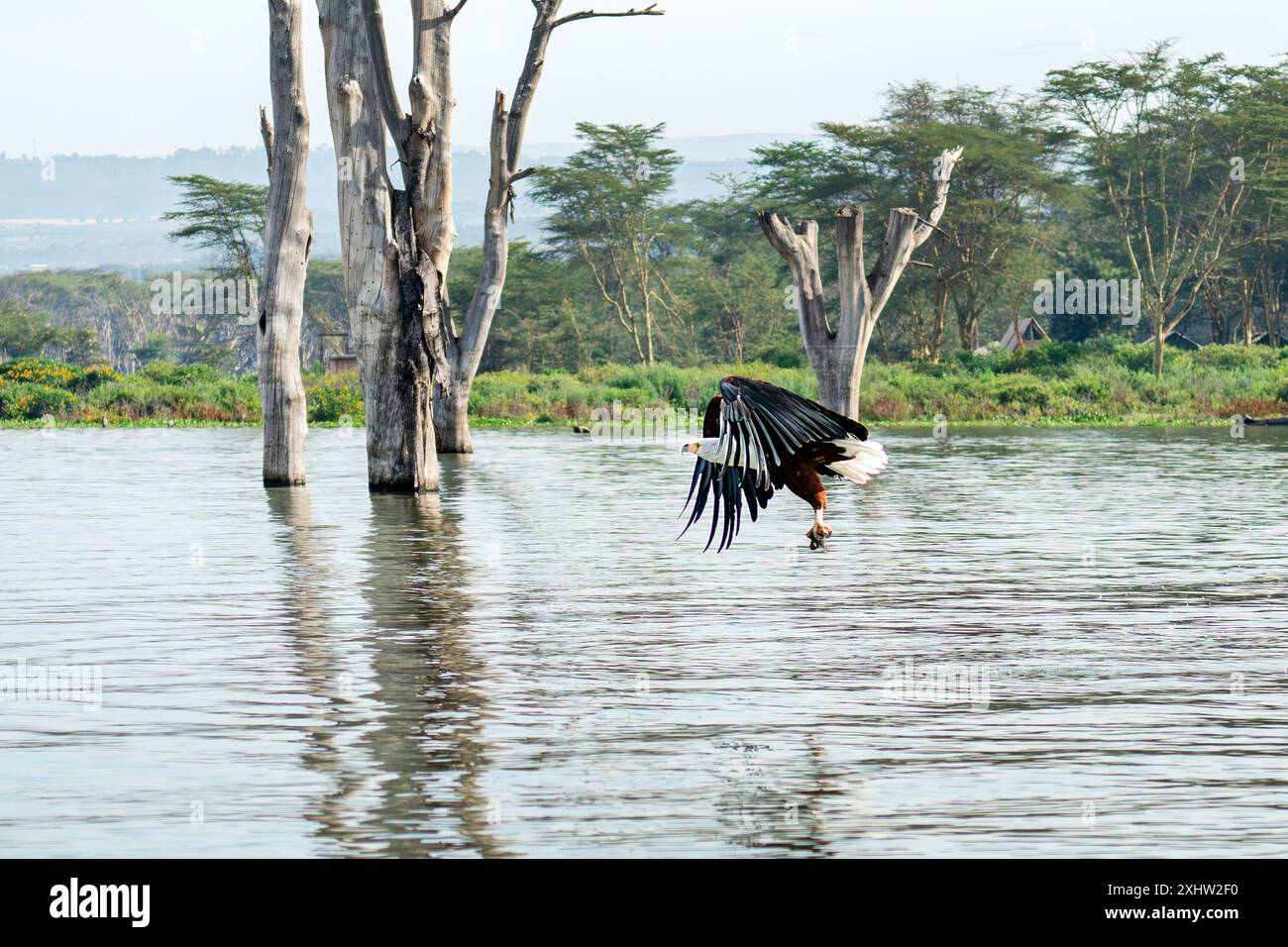 Skilled predators hi-res stock photography and images - Alamy