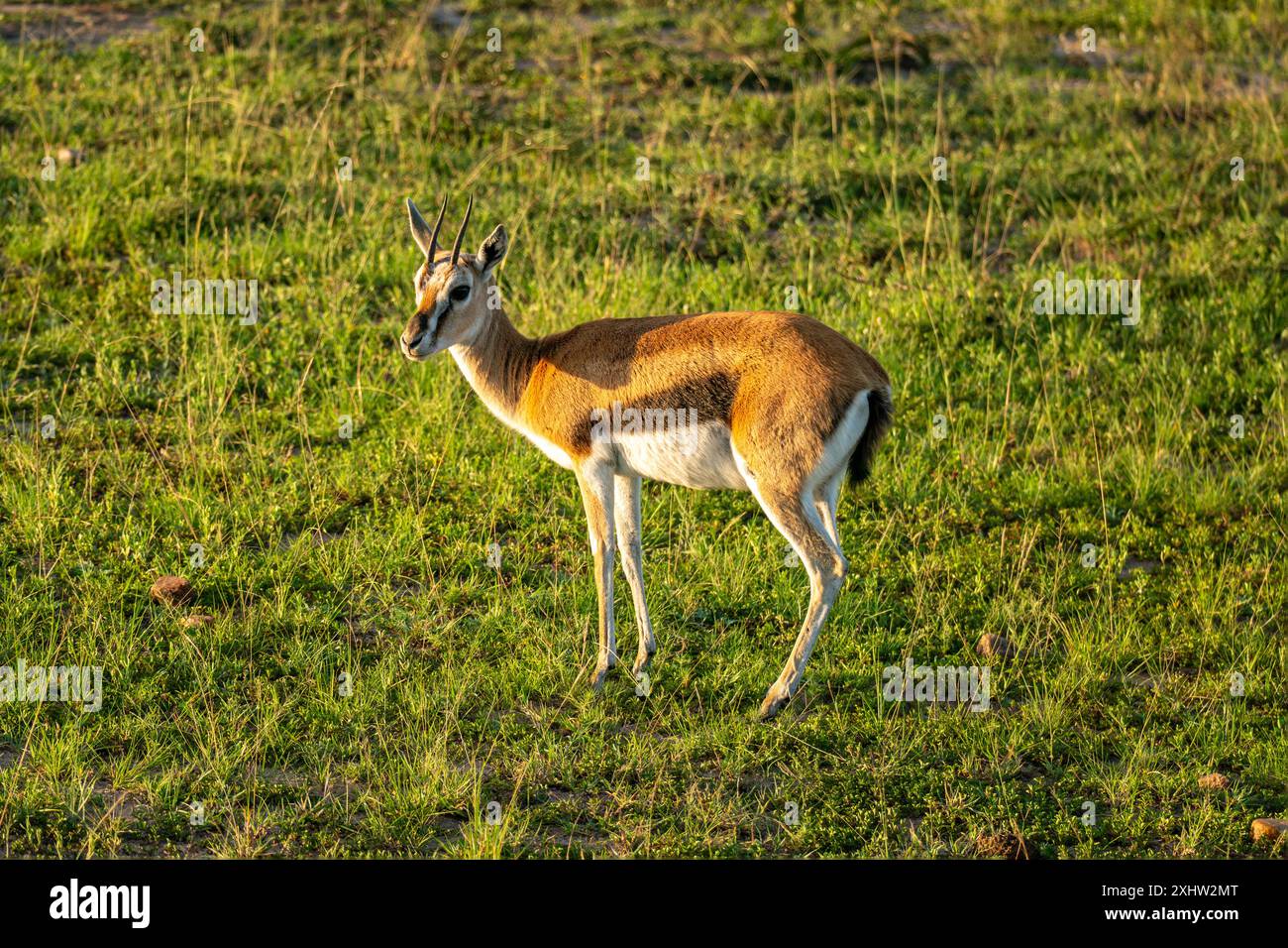A Thomson's gazelle bull. It is one of the best-known gazelles Stock ...