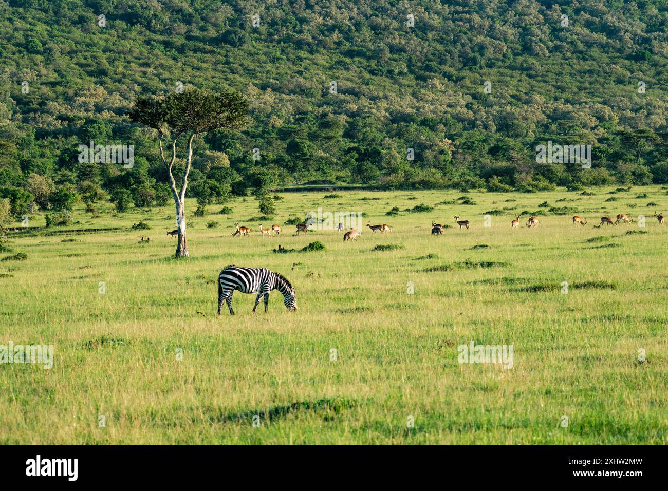 Zebras eat on green Gras. Animals in the wild in Kenya National Park ...