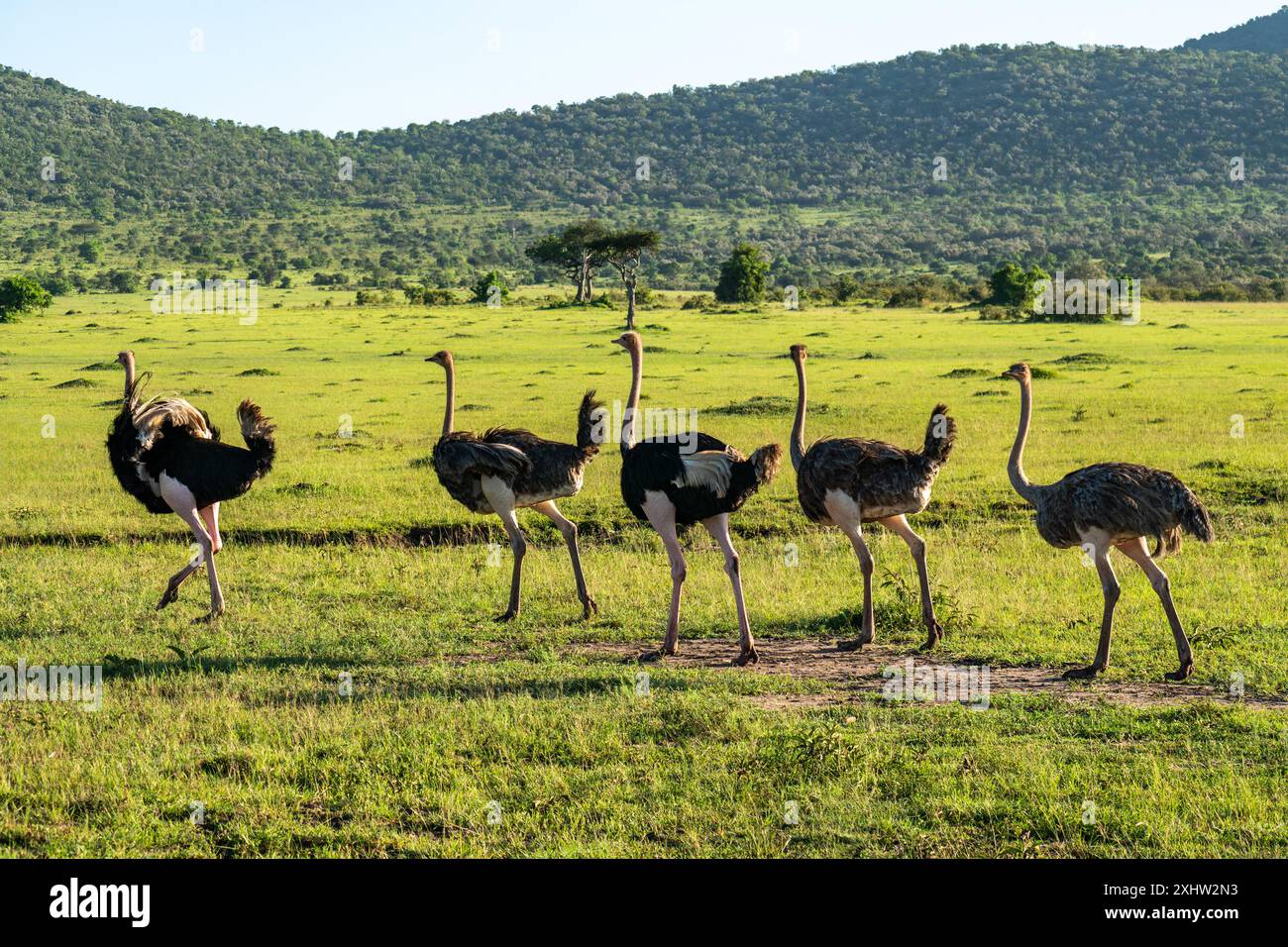 Group of common ostrich, Struthio camelus, in warm morning light. green ...