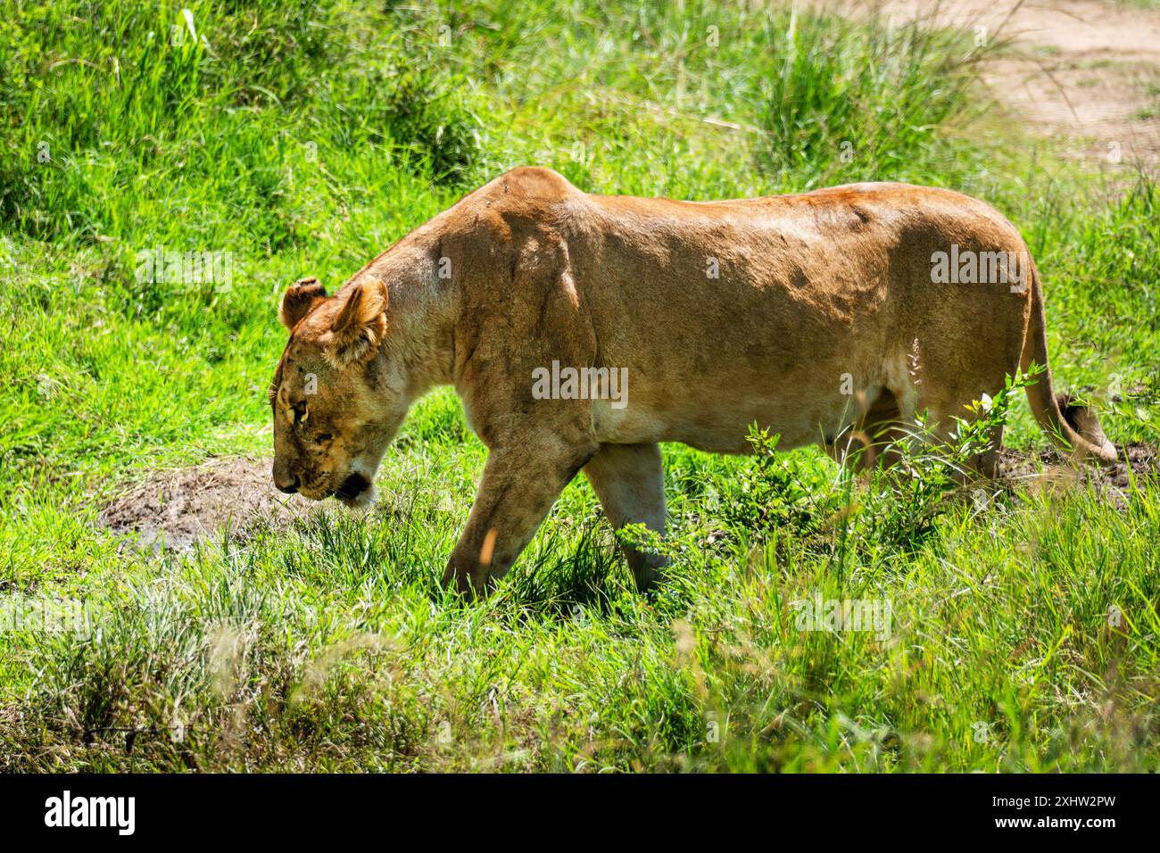 A lioness walking on a green grass field Stock Photo - Alamy