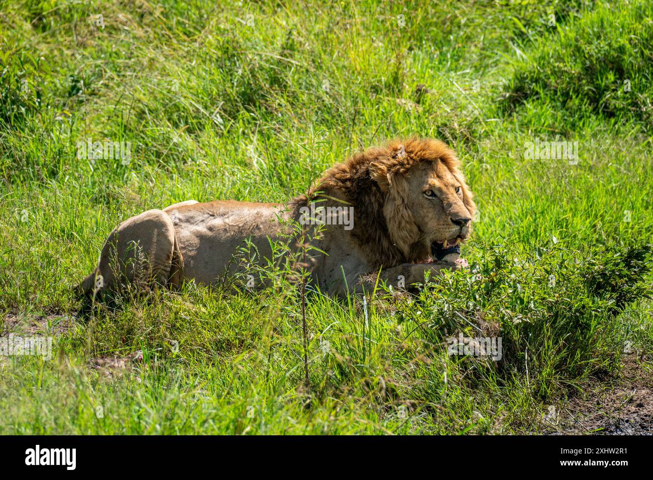 Lion and green hi-res stock photography and images - Alamy