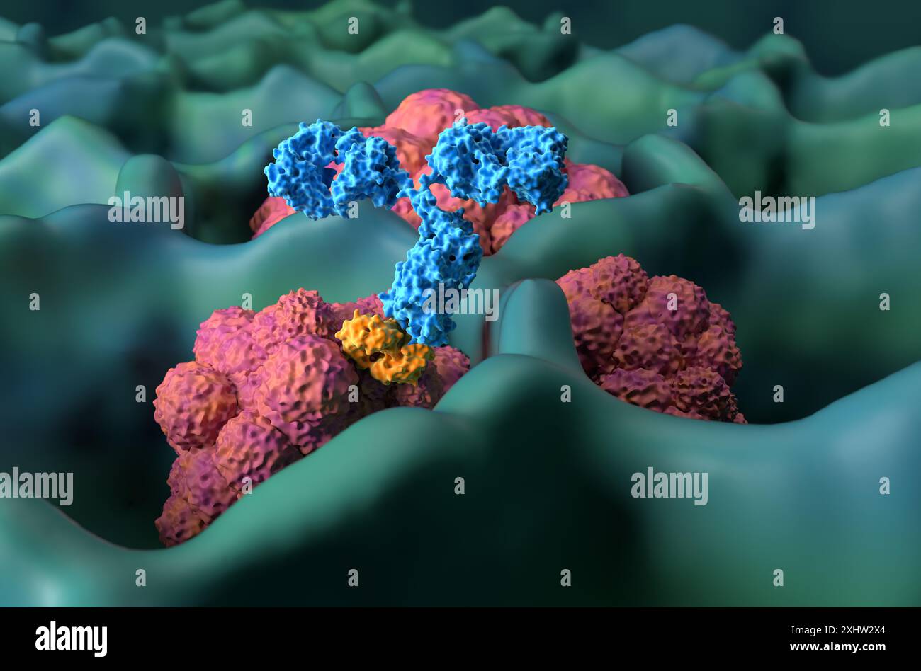Monoclonal antibody treatment in lung cancer (LC) - closeup view 3d ...