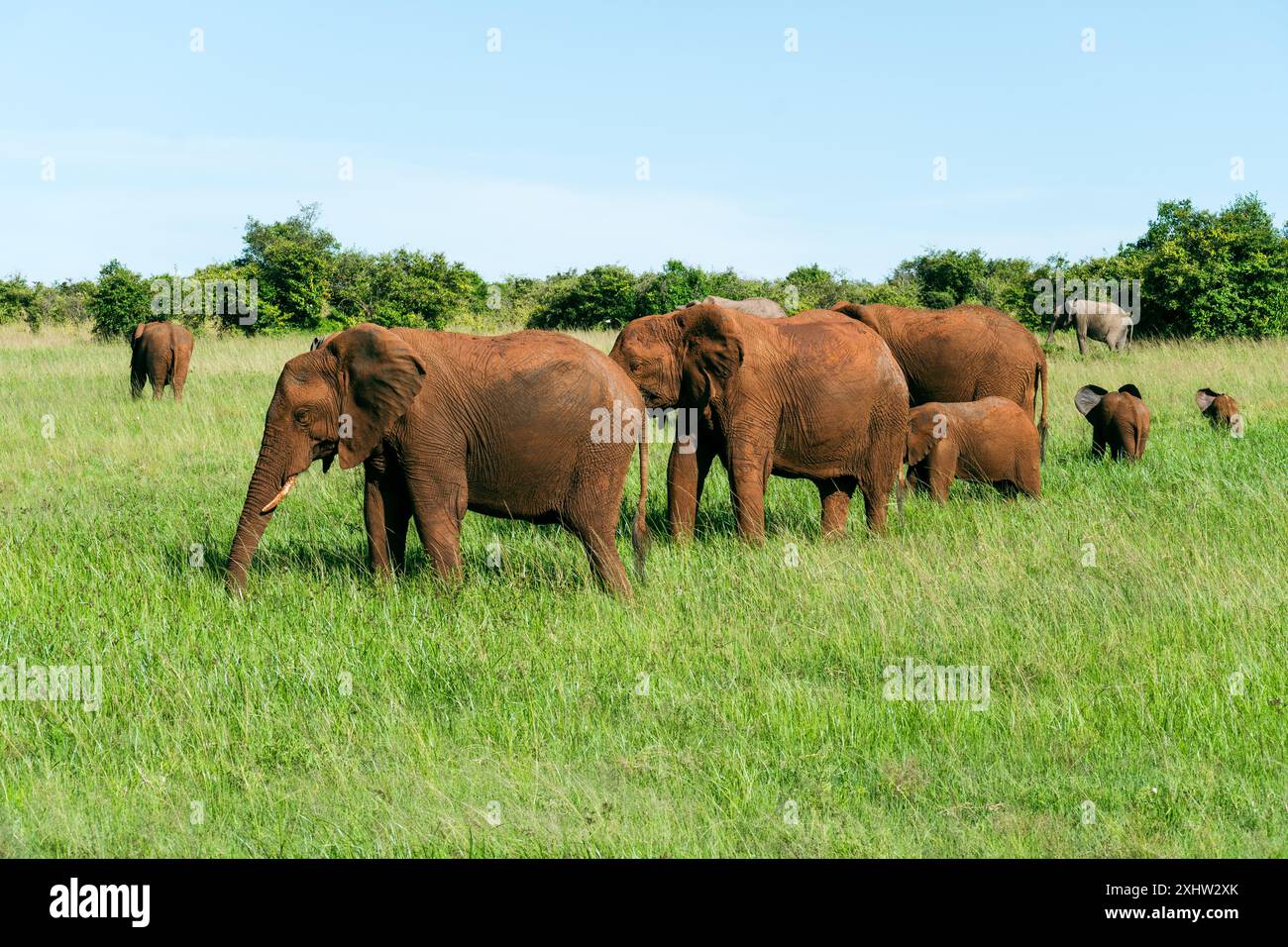 Bahrain national animal hi-res stock photography and images - Alamy