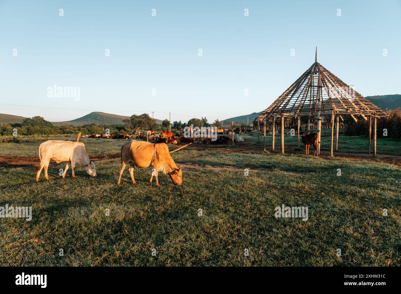 A herd of cows grazing on green grass in a traditional Maasai village ...