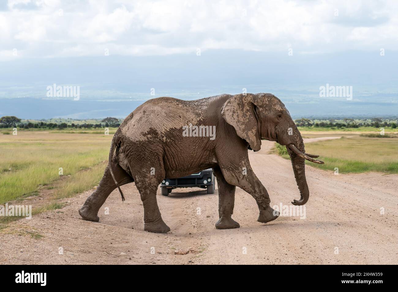 An elephant crossing the road to an off road vehicle during a safari in ...